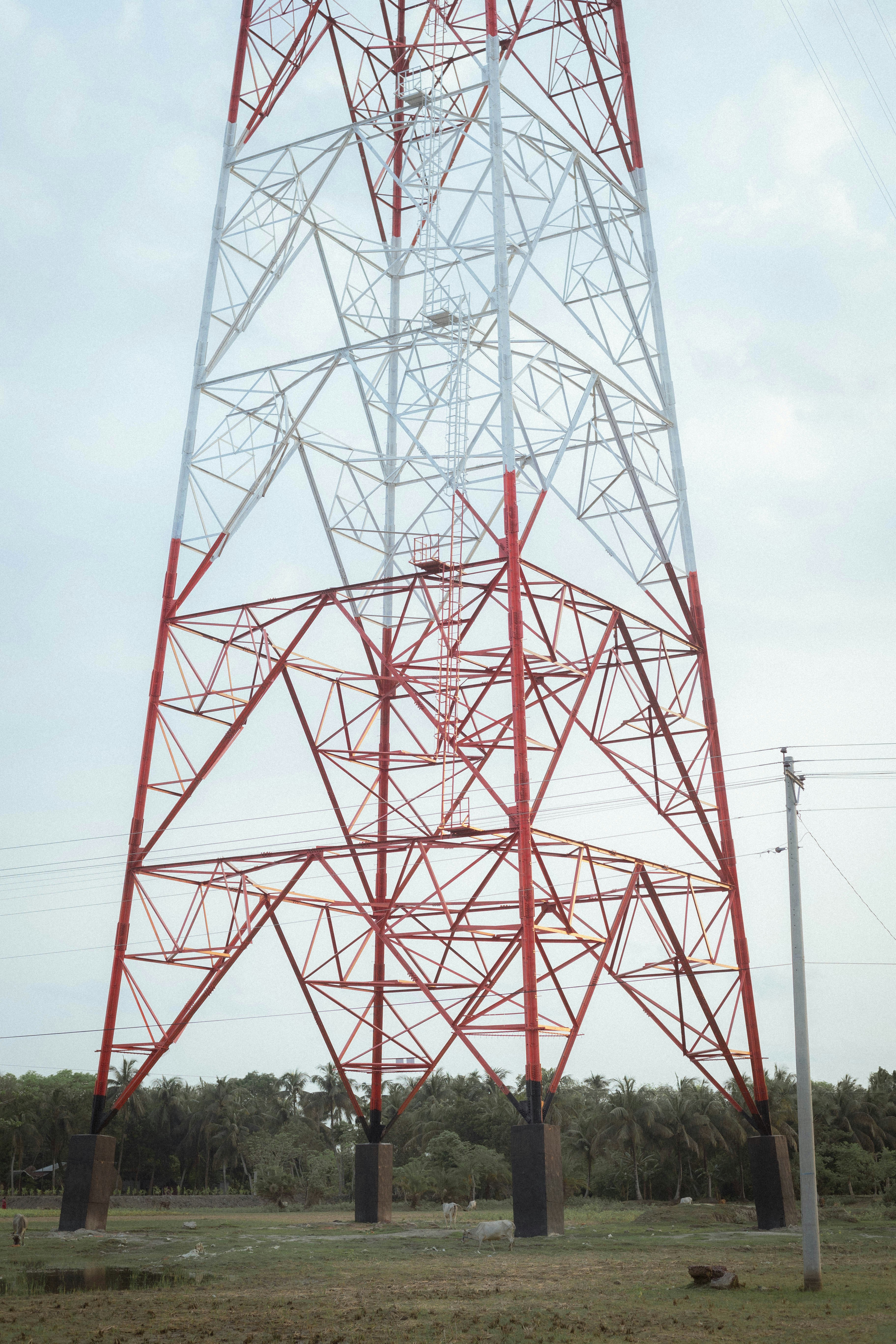 Crisscrossed Sentinel: The Red-and-White Lattice Tower Rising Over a Quiet Clearing