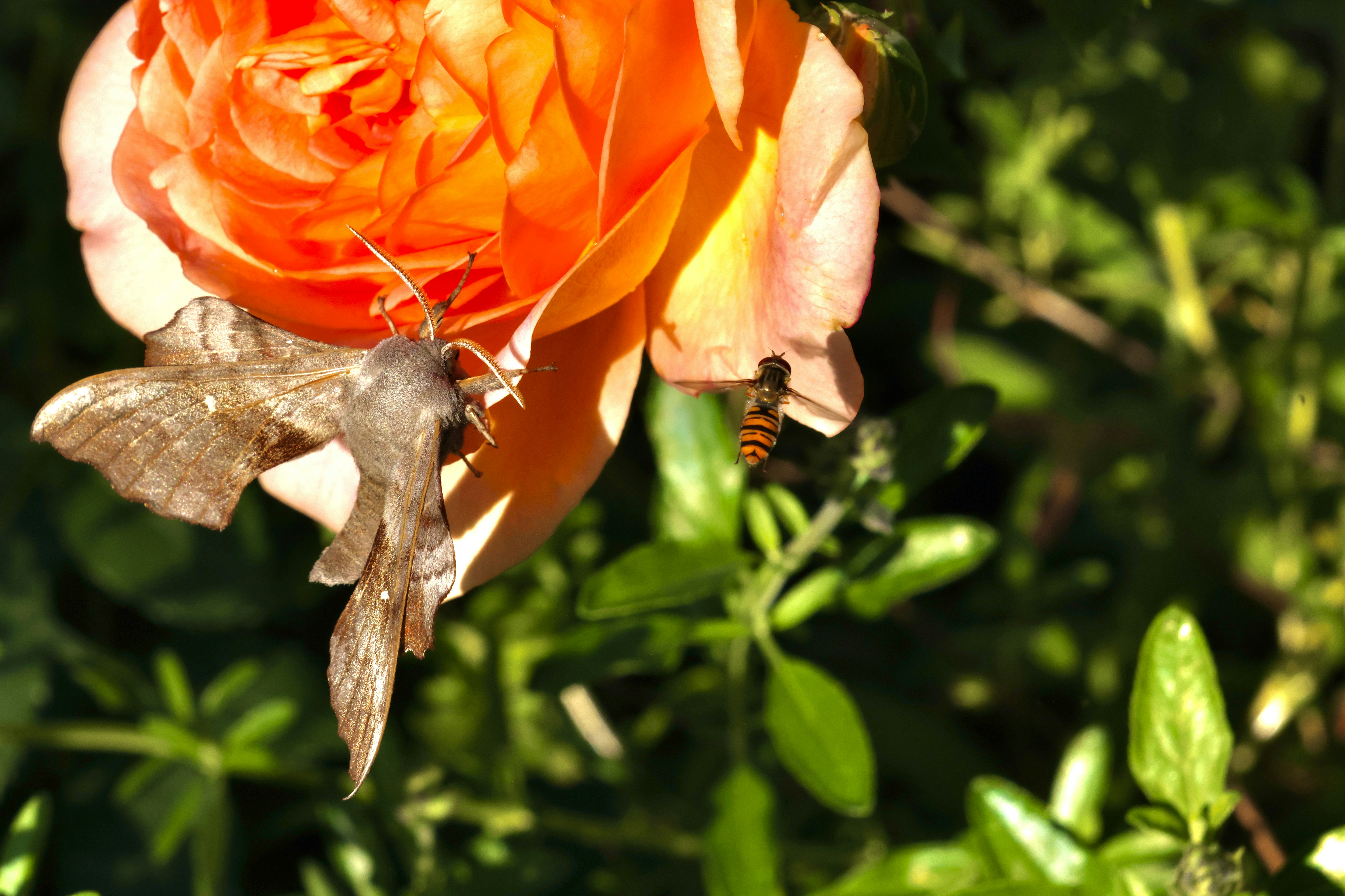 Orange Rose in Bloom with Moth and Zebra Swallowtail