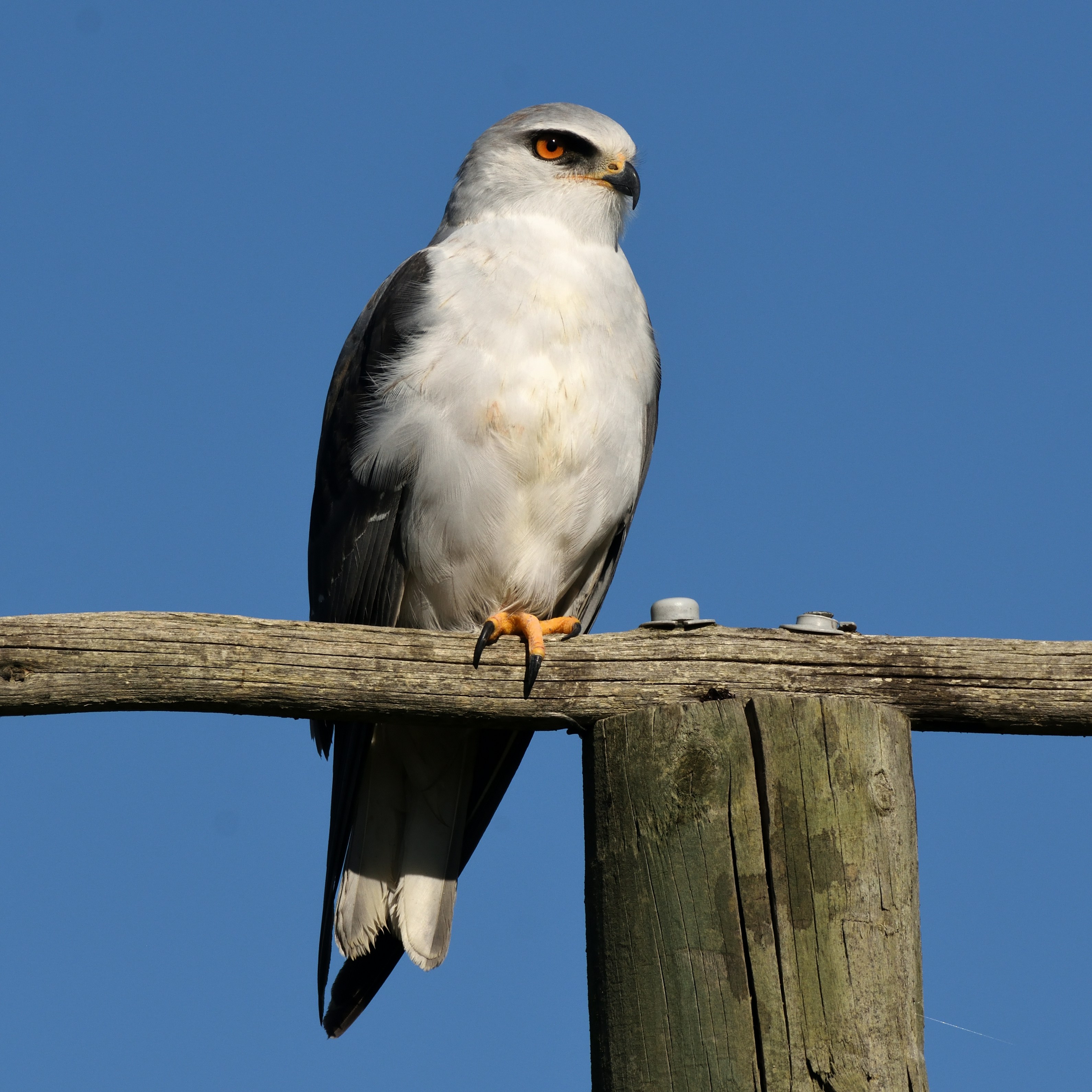 Watchful Gaze on a Wooden Perch