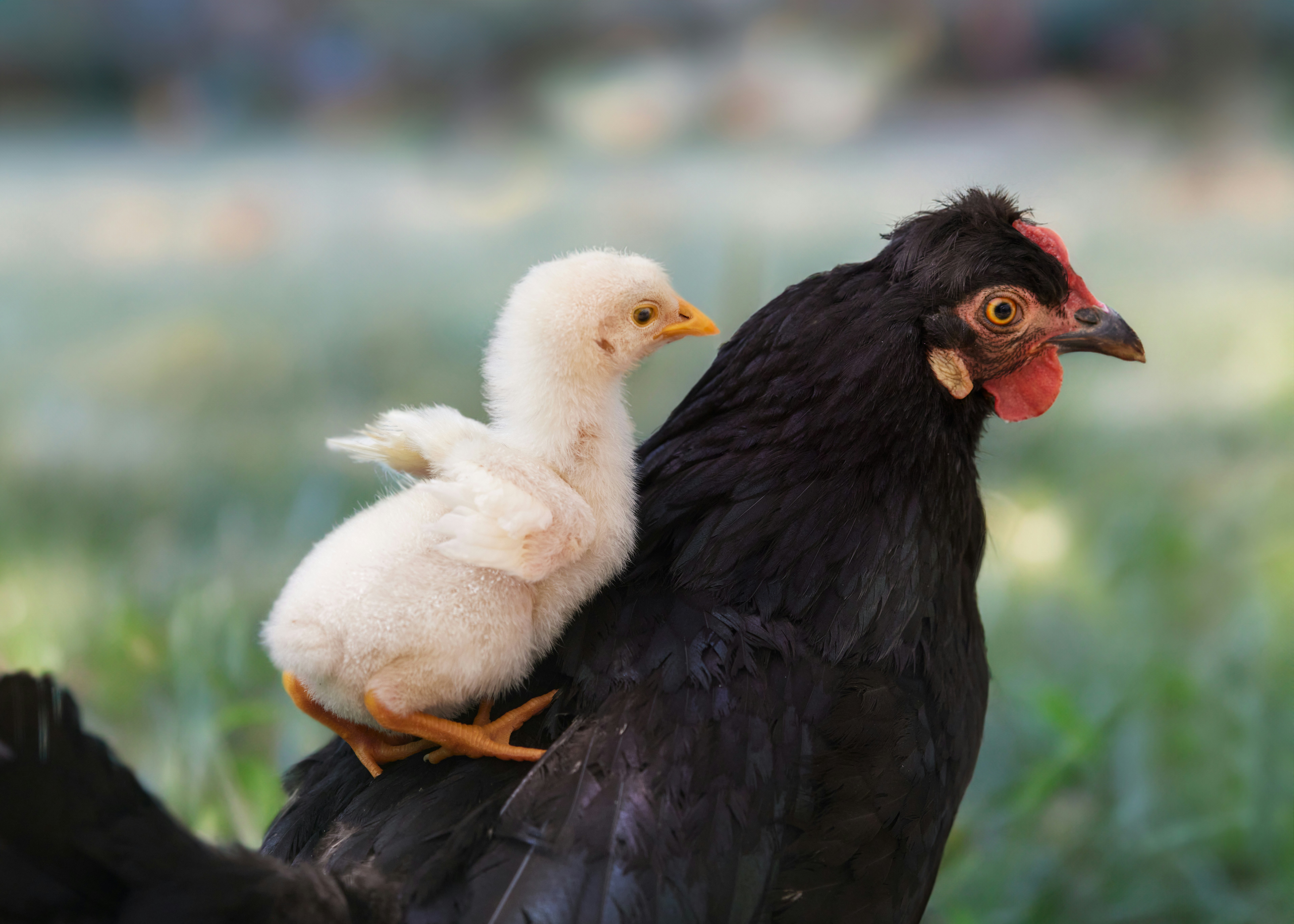 Baby Chick Perch: A Curious White Hatchling Mounts a Black Hen