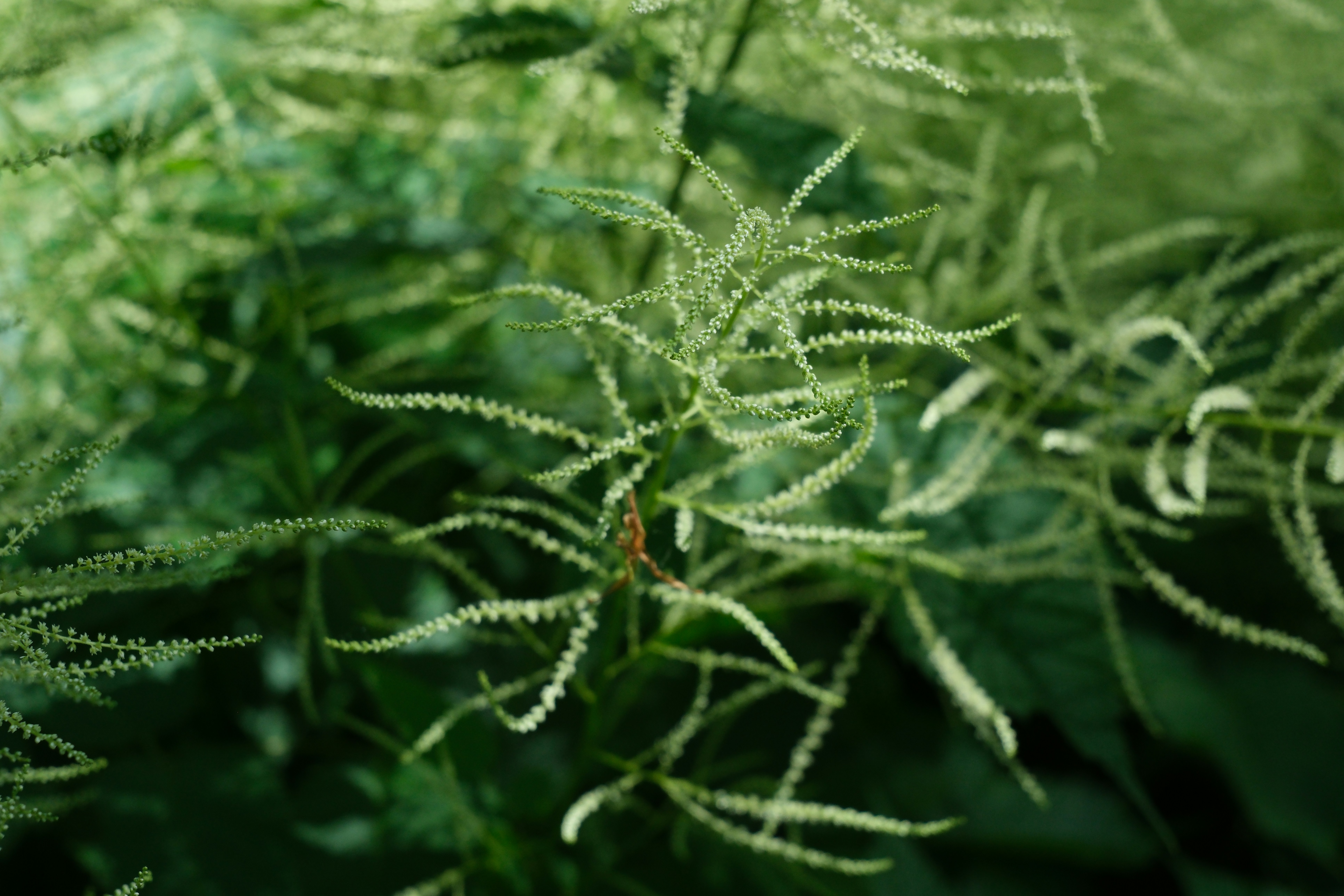 Curved Fern Tapioca: A Night of Green Threads