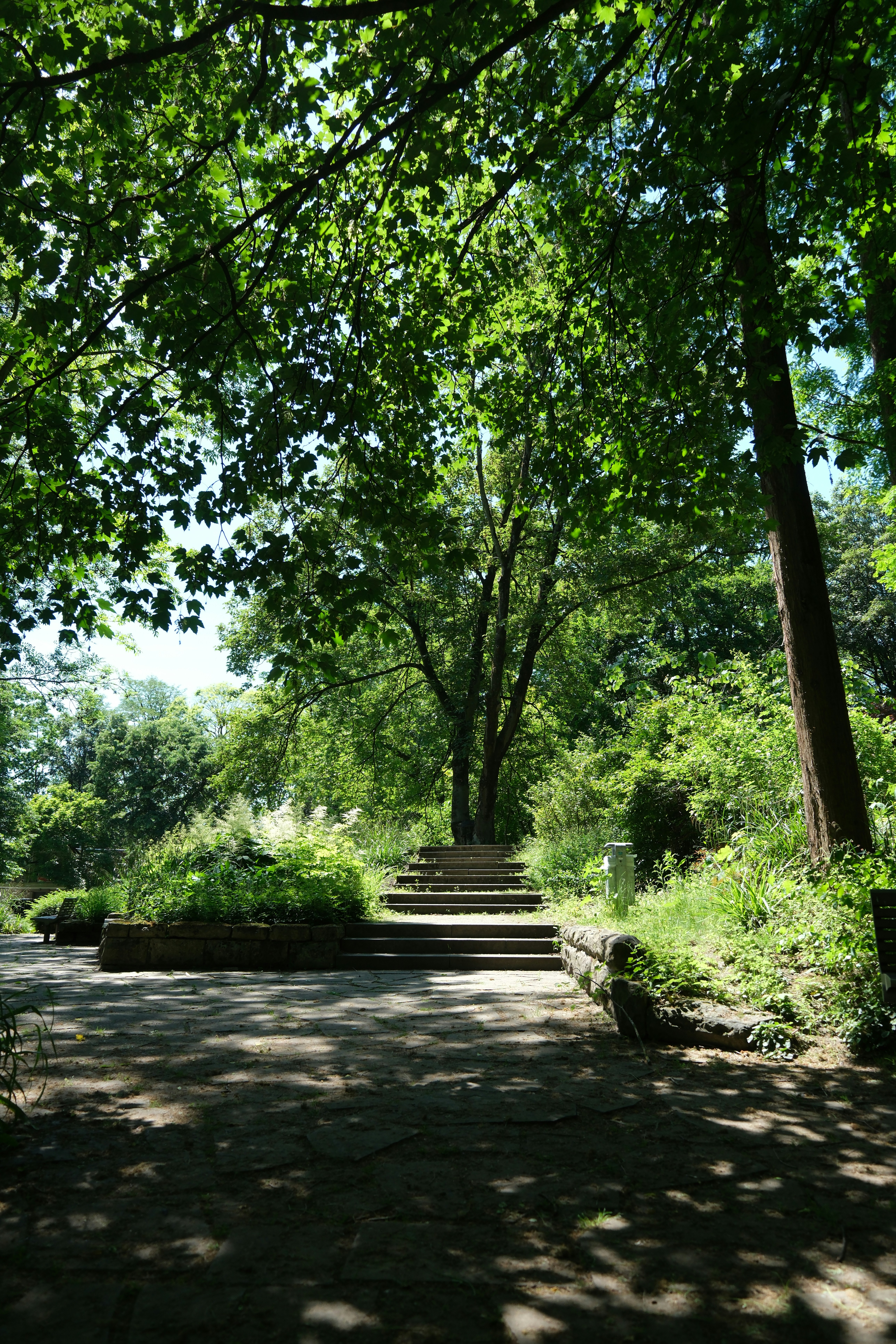 Sunlit Steps Beneath a Canopy of Green