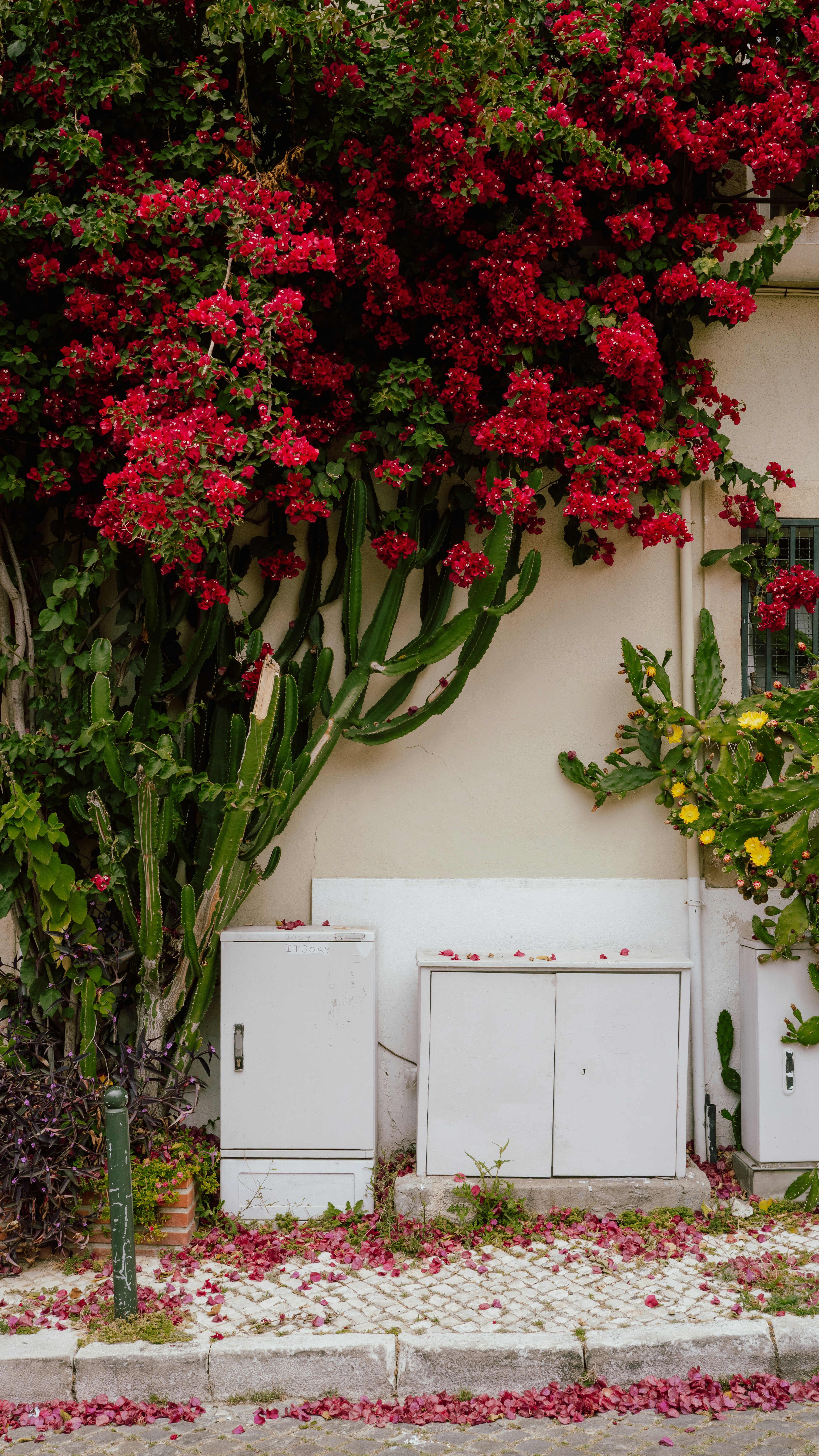 Crimson Bougainvillea Over a Quiet Urban Facade
