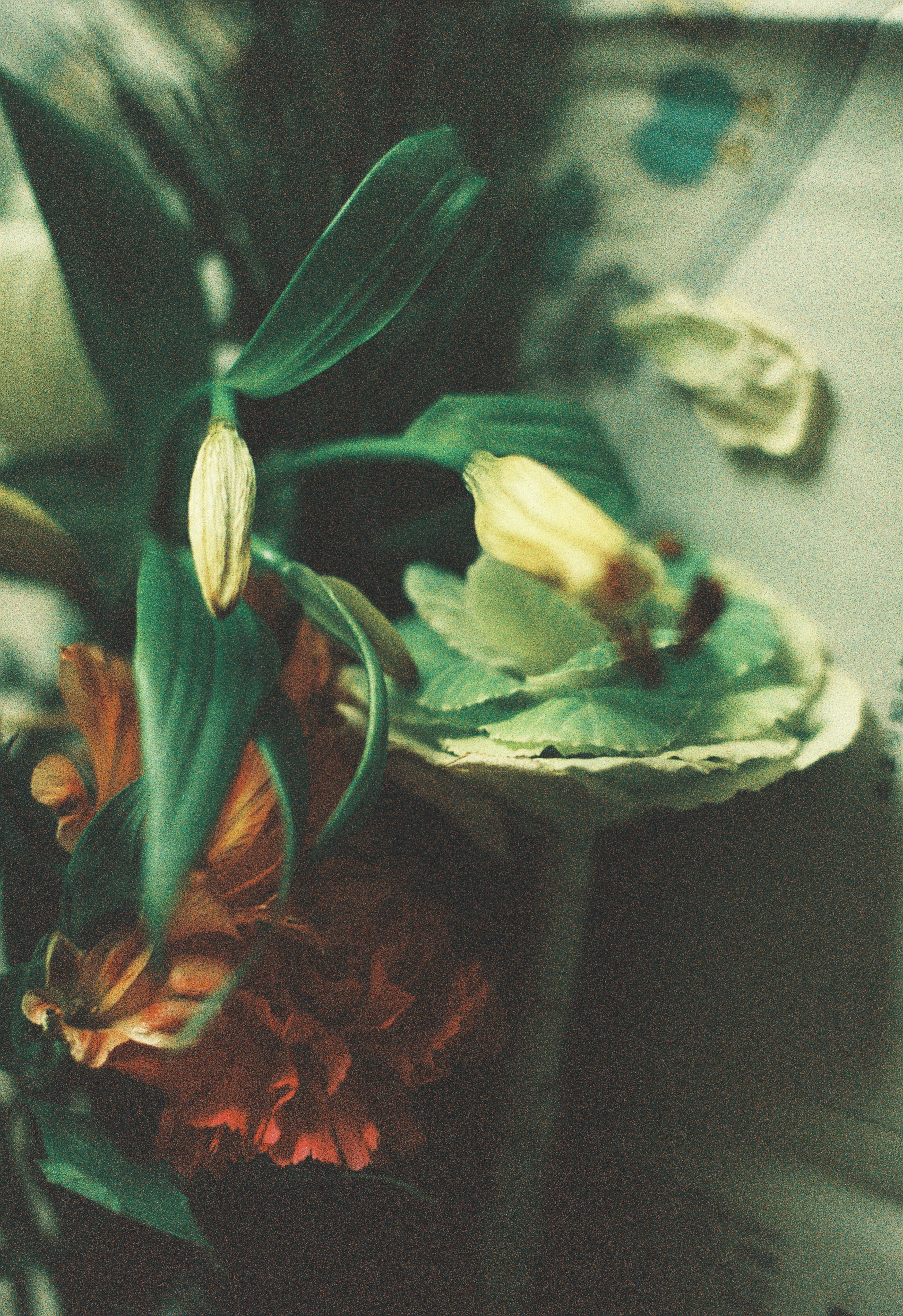 Botanical Still Life: Faded Flowers in Softly Lit Glass