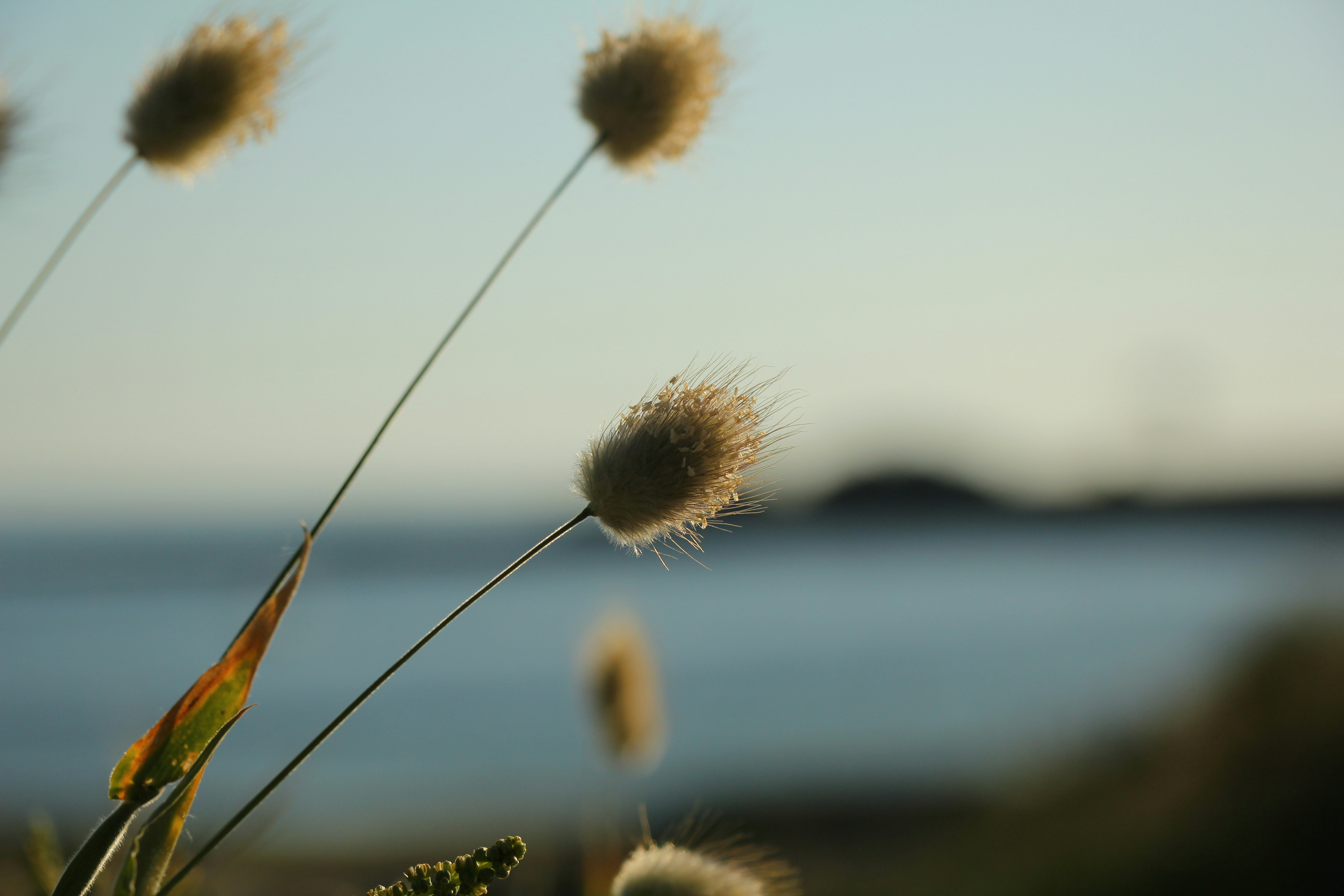 Blown Dandelion Reaches Toward a Quiet Horizon