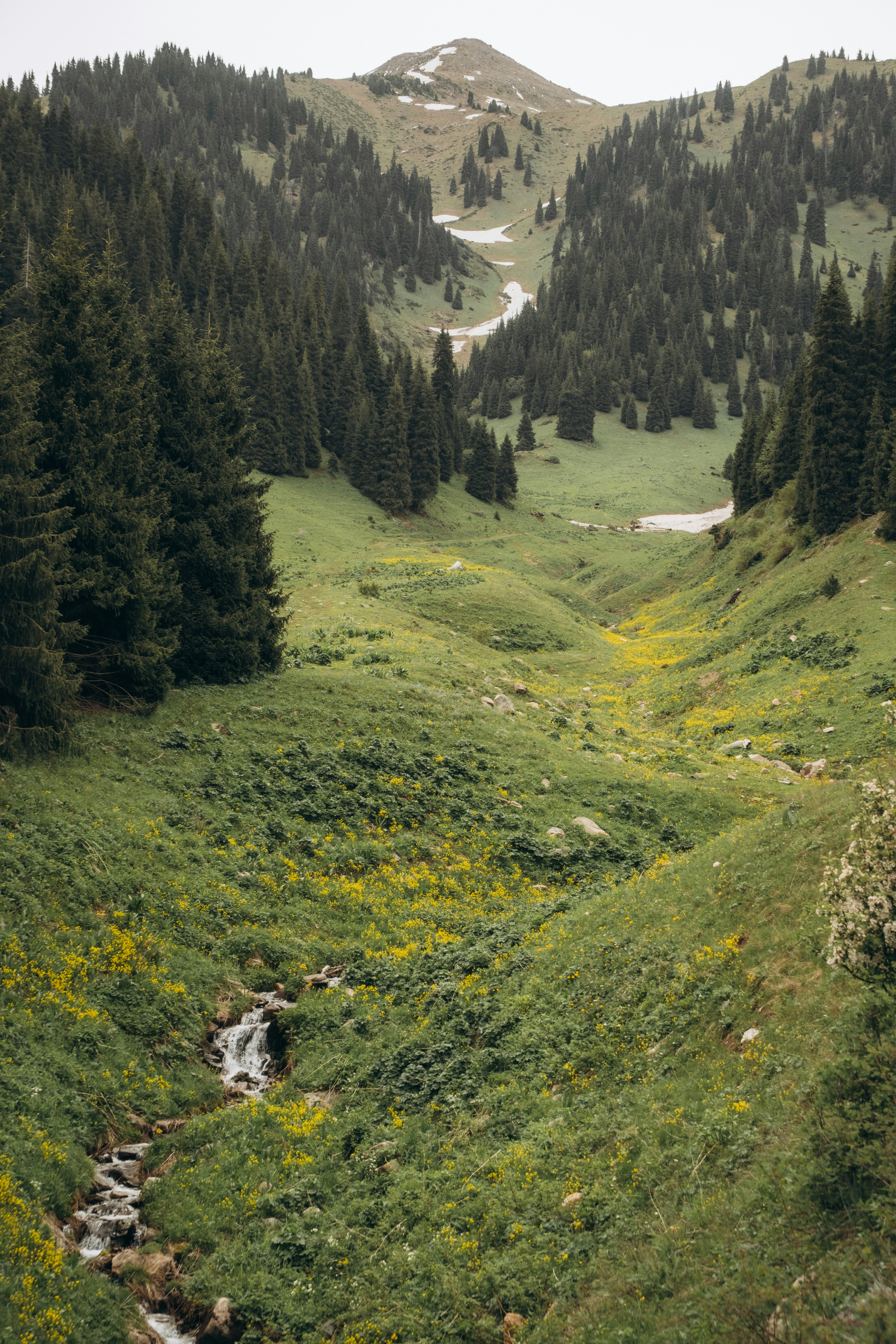 Quiet valley spring: wildflowers weave through a sunlit slope
