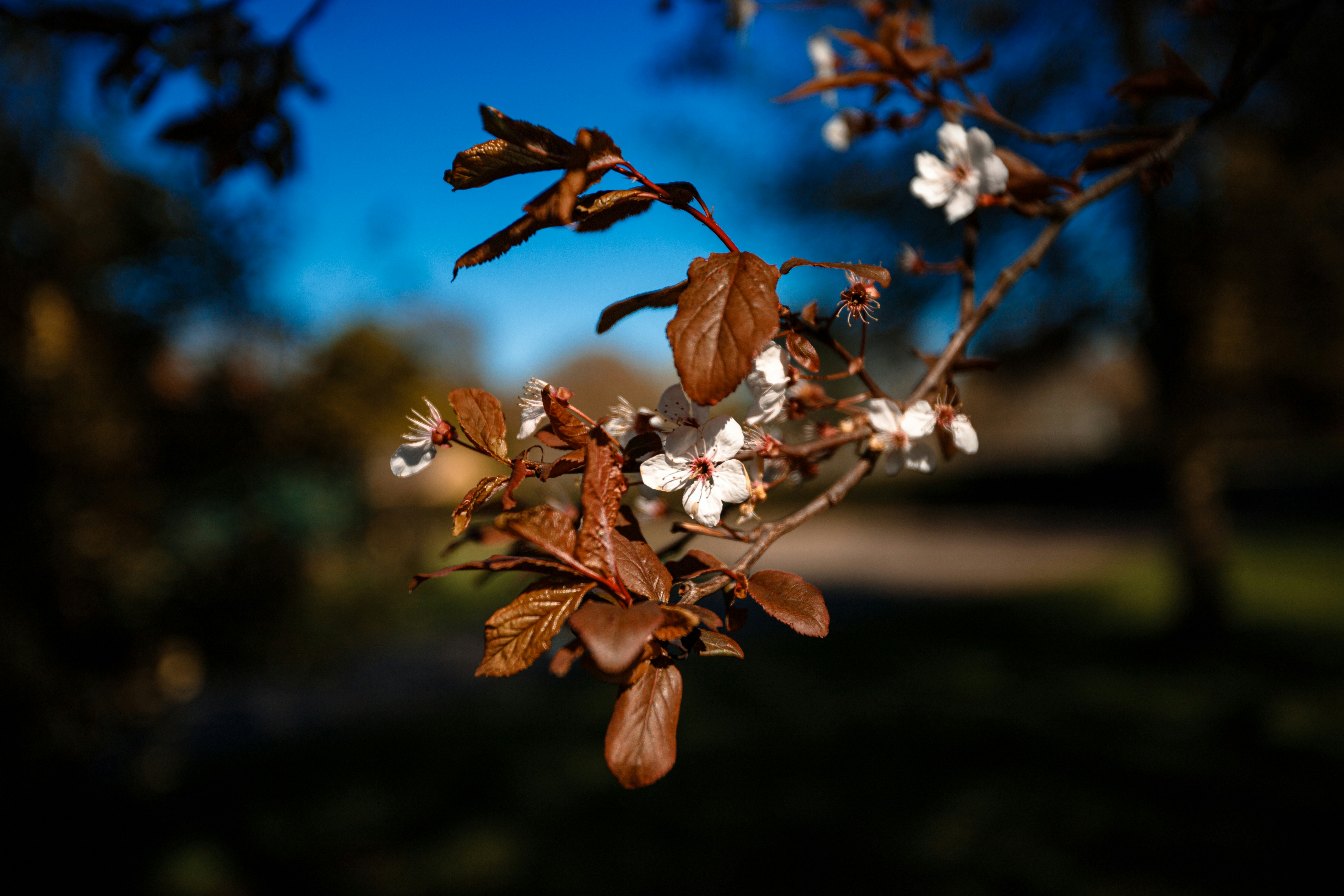  Blossoms in a Quiet Window of Light