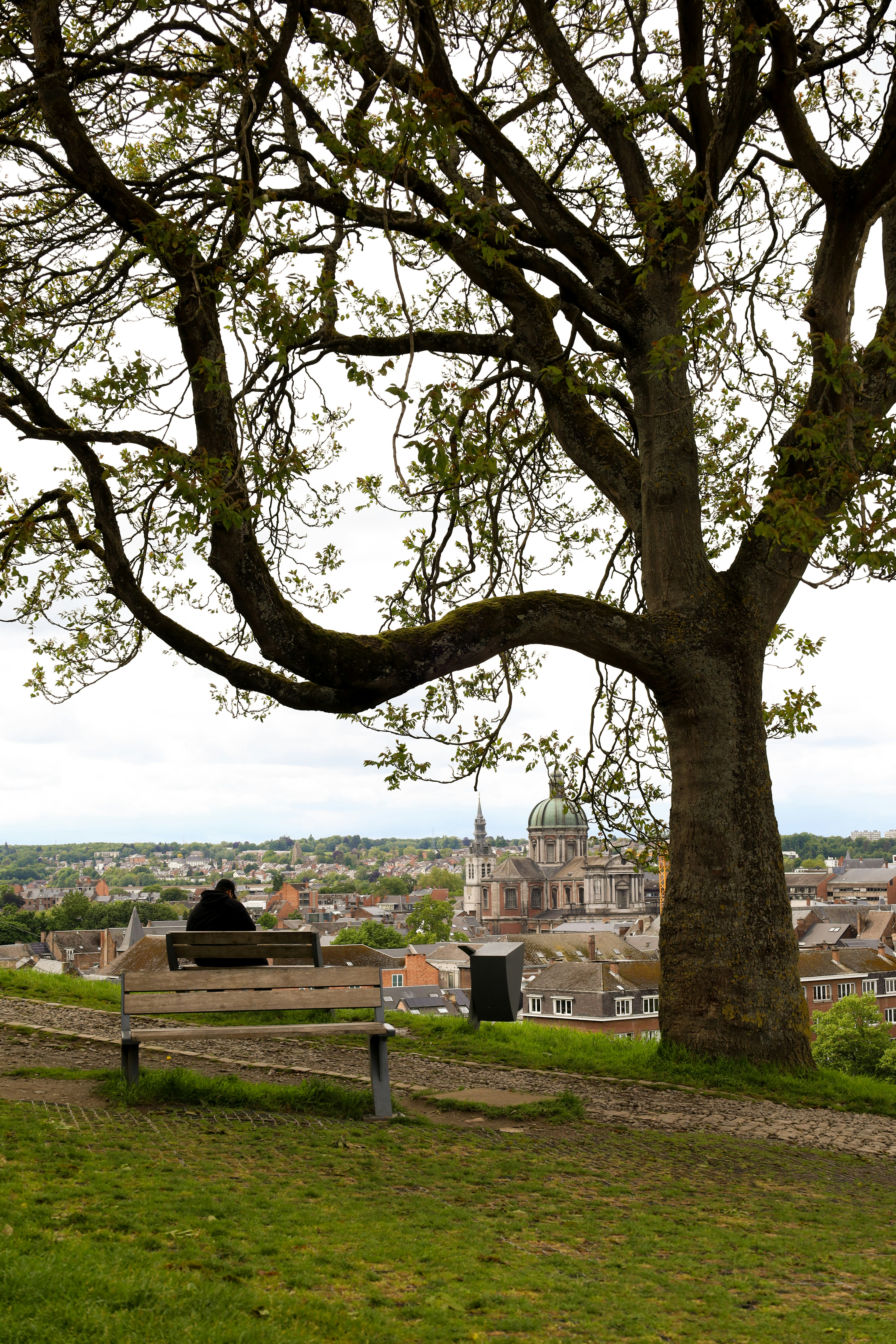 Bench with Cityscape Beyond: A Quiet Pause Under a Looming Branch