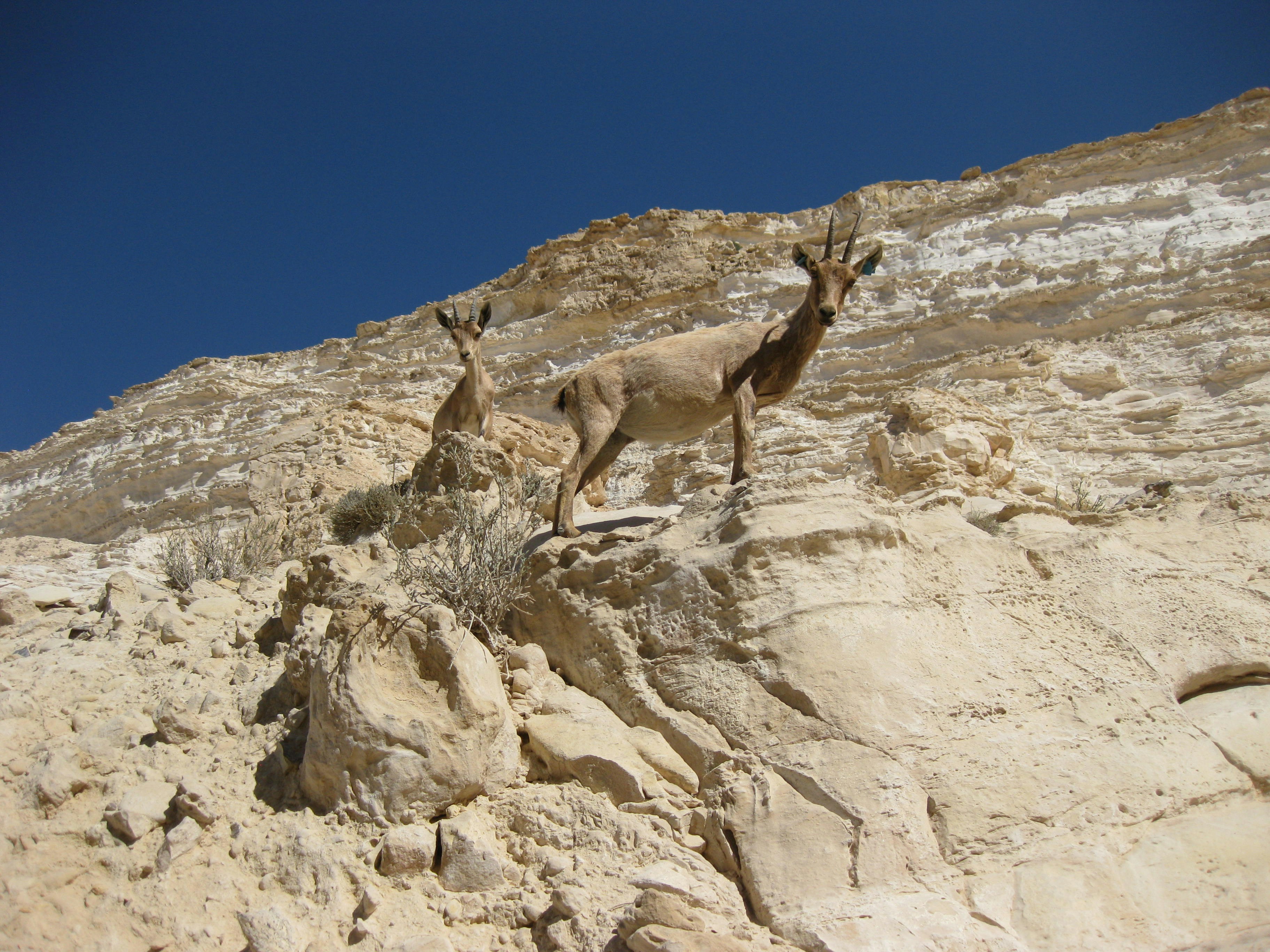 Highland Ram and Doe on the Sunlit Cliff