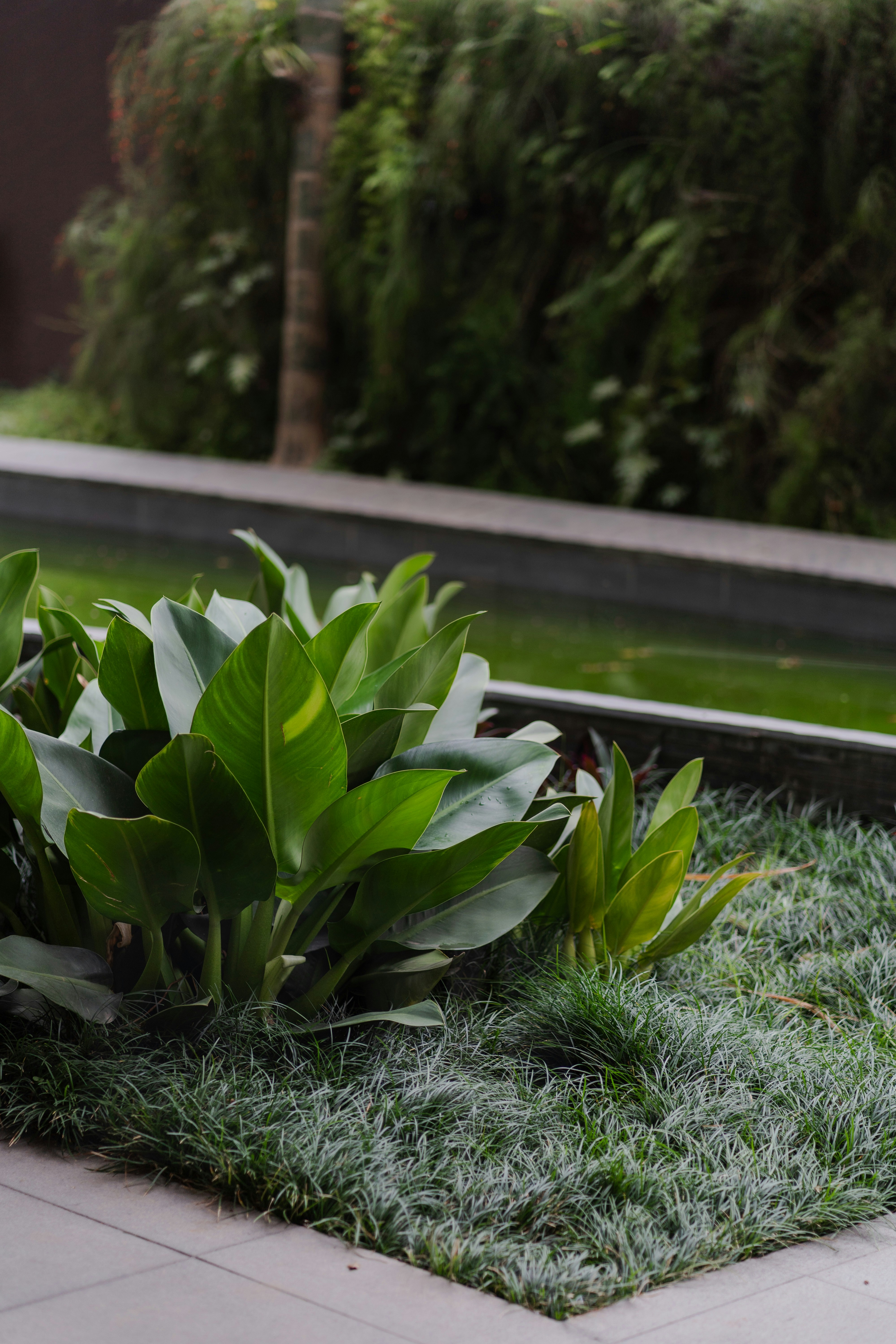 Verdant Edge: A Low-Profile Landscape of Broad Leaves and Soft Ground Texture