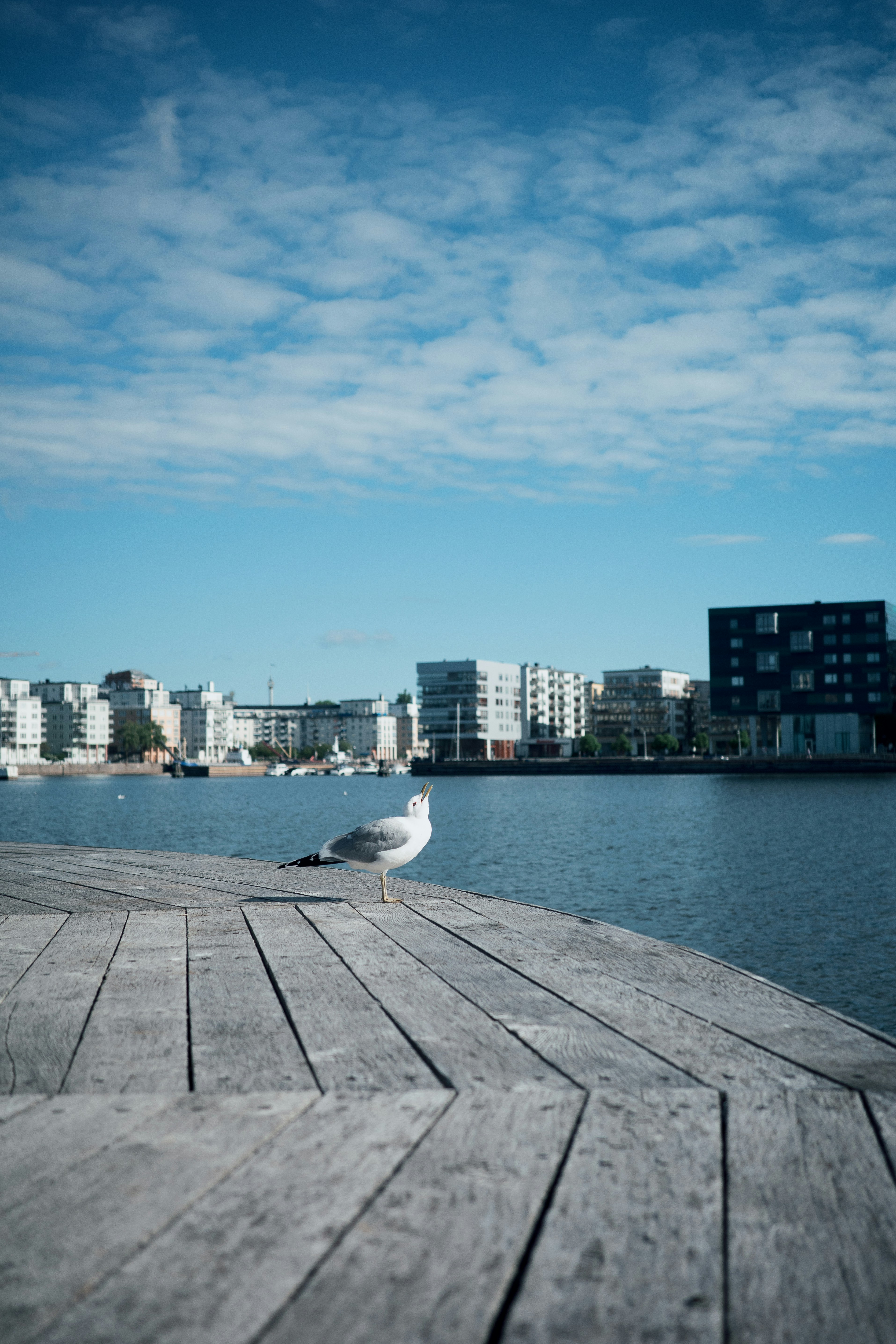 Seagull Sentinel at the Waterfront Pier