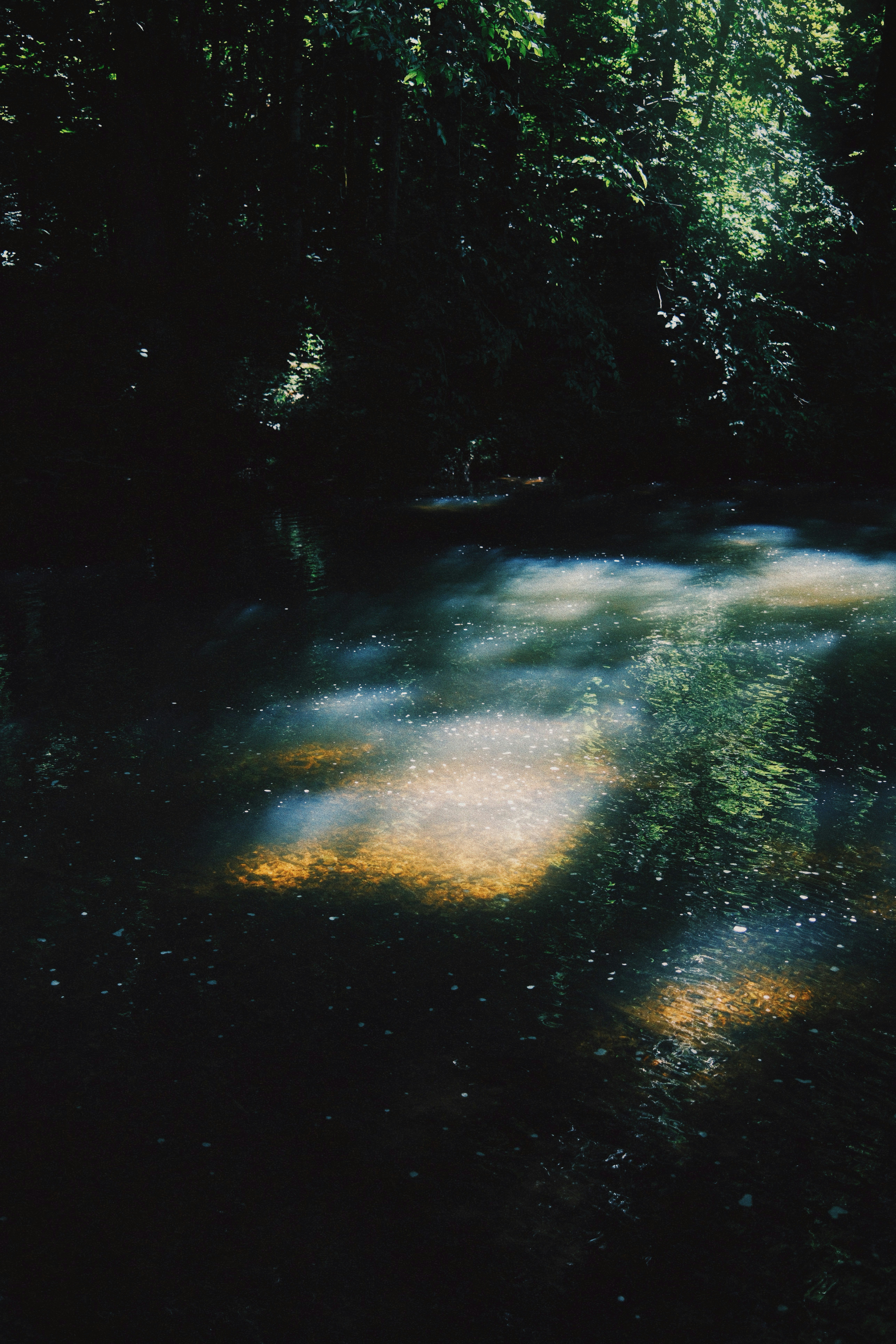 Sunlit Ripples: a Quiet Pool of Forest Light
