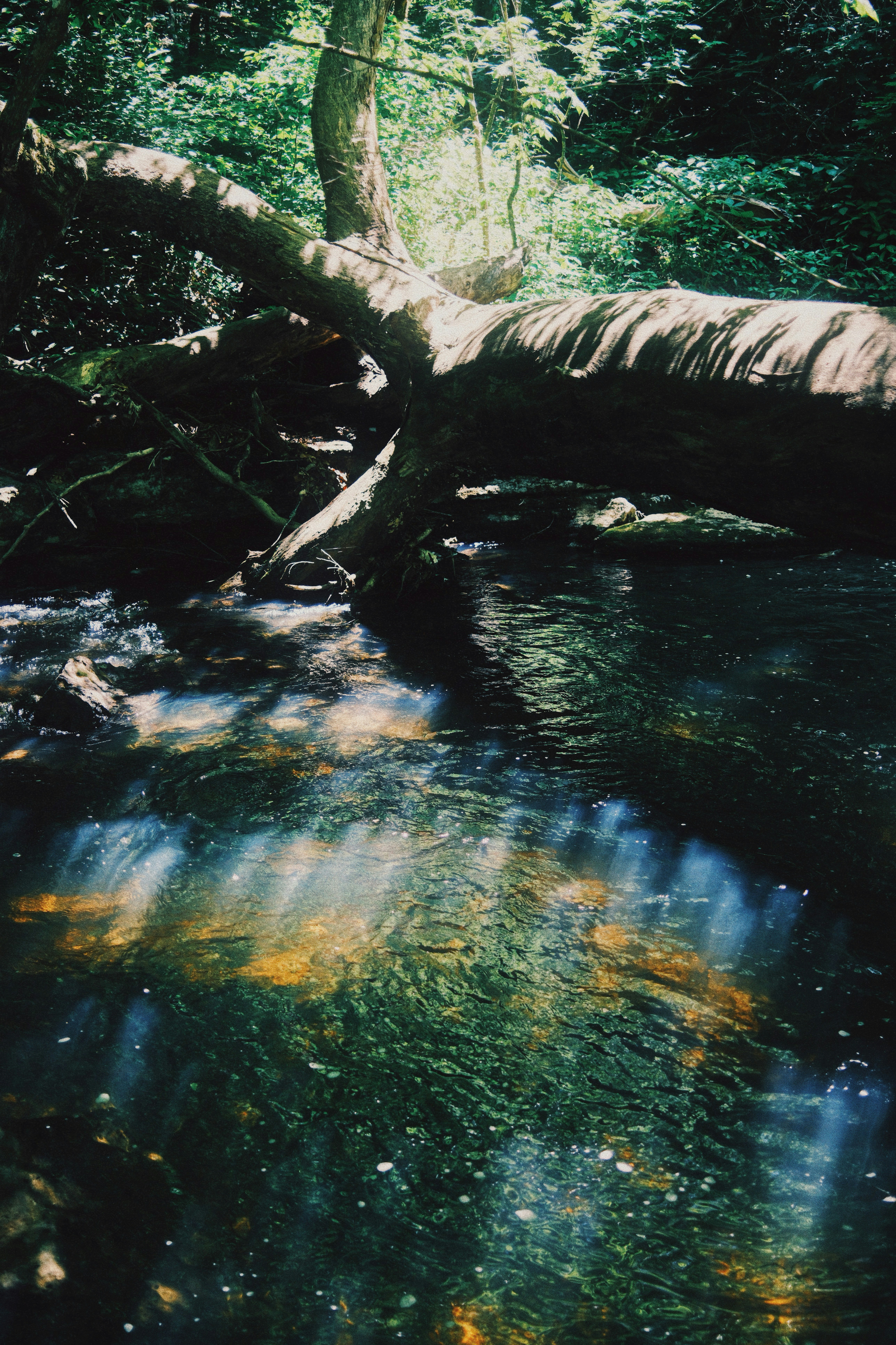 Sunlit Gate of the River: a fallen tree arches over emerald water