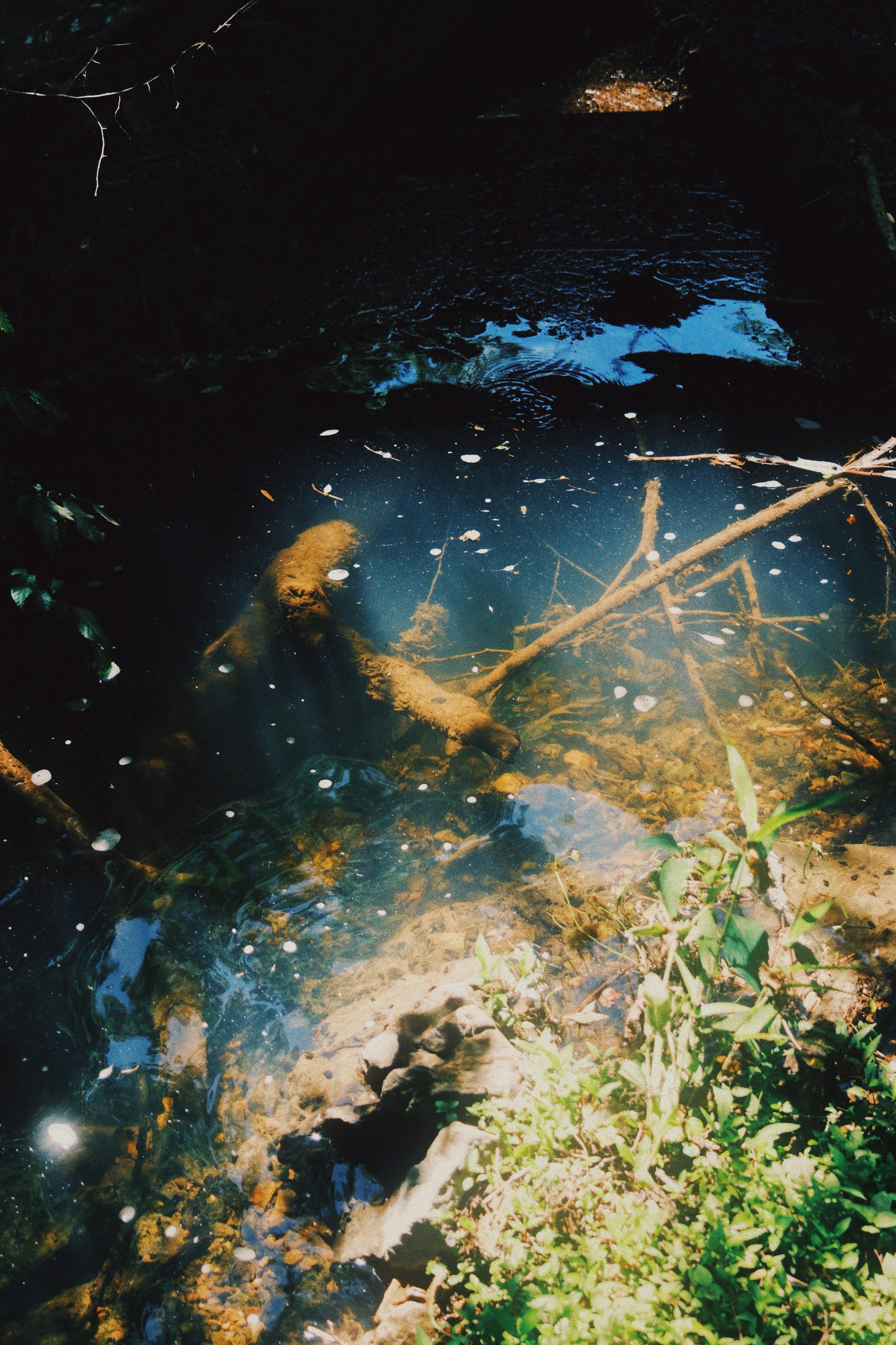 Sunlit Ripples and Root Fragments in a Forest Stream