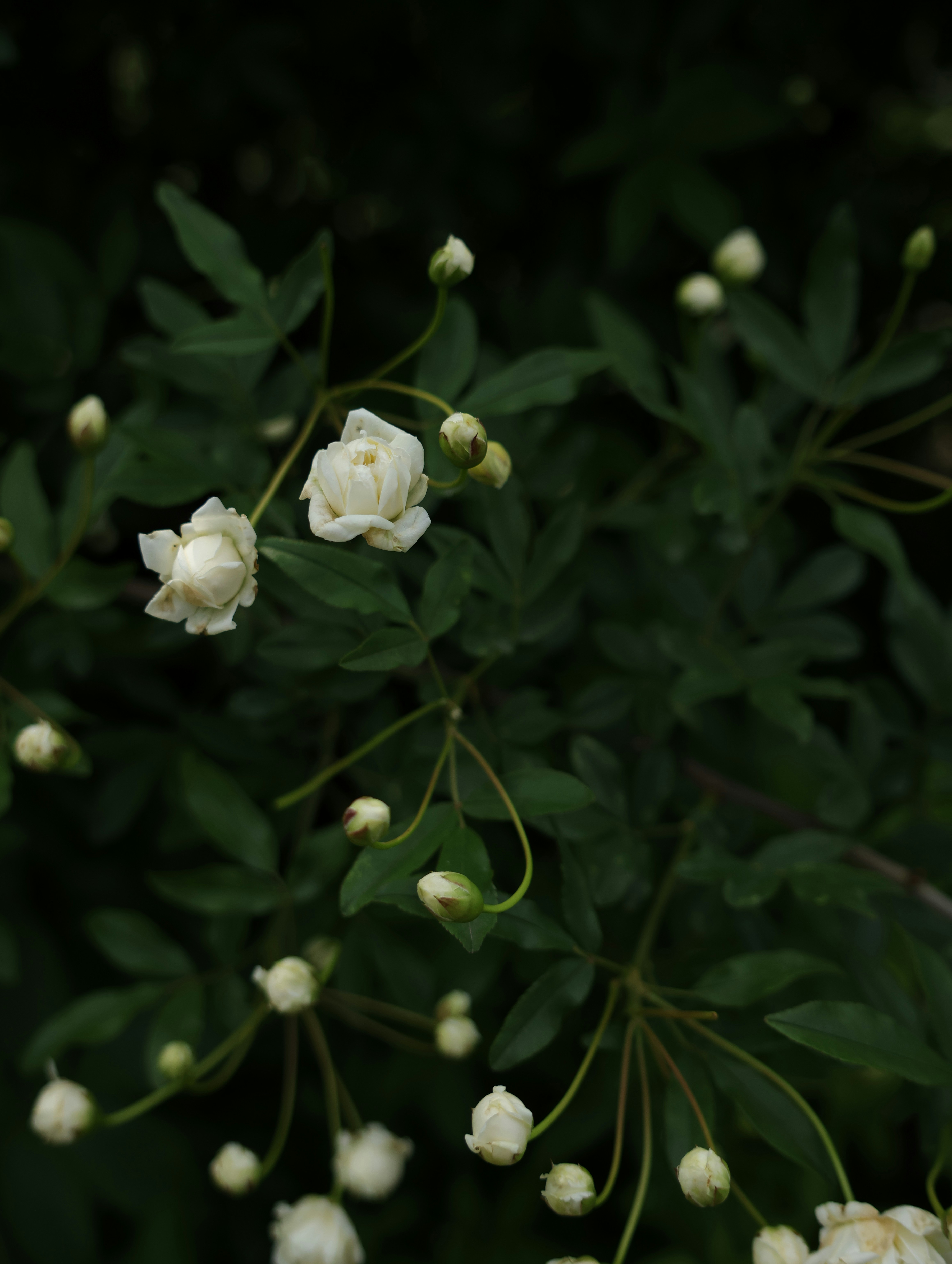 White Roses in a Web of Greenery