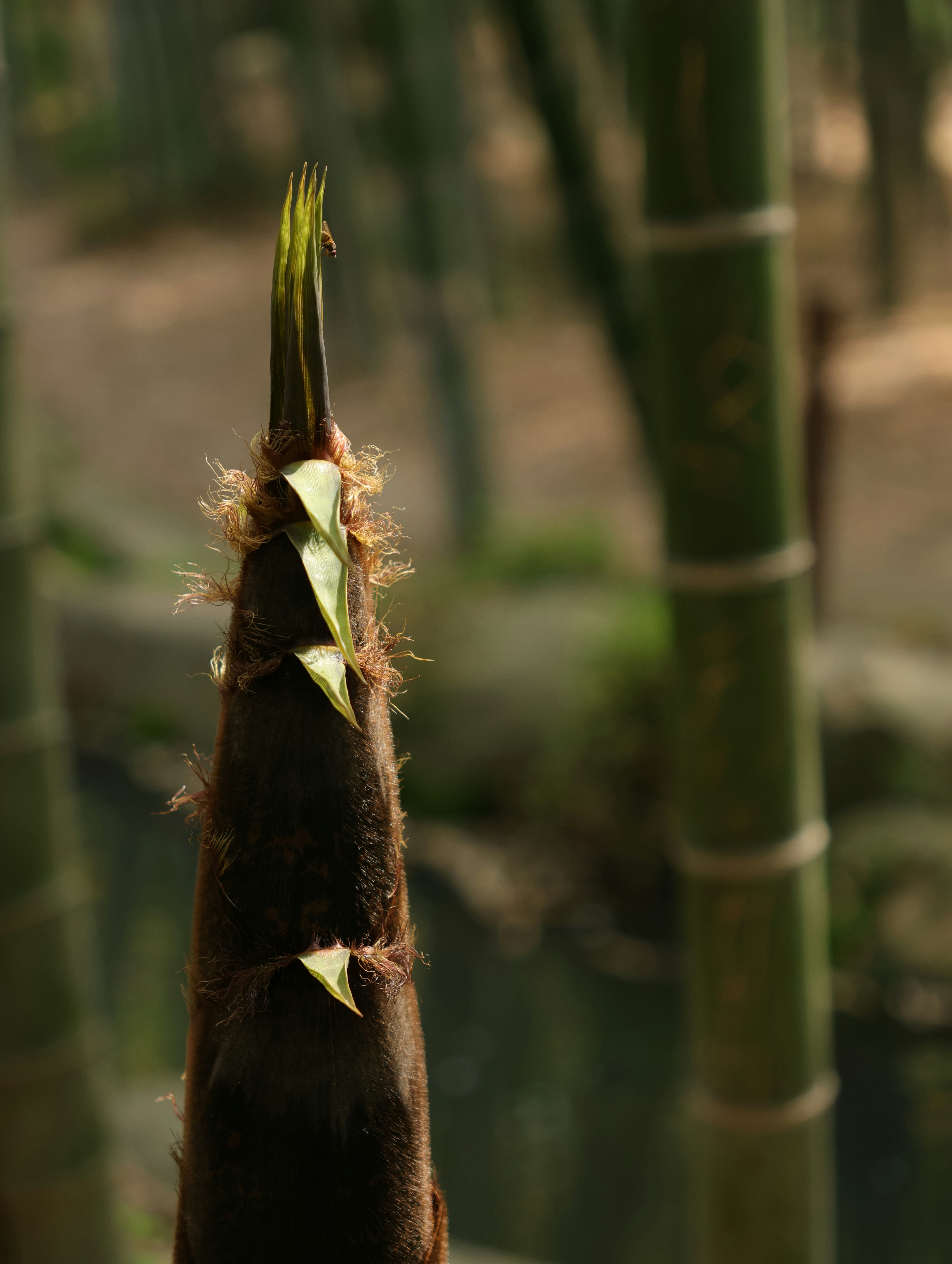 Bamboo Spear in Focus: A Close-Up of New Growth
