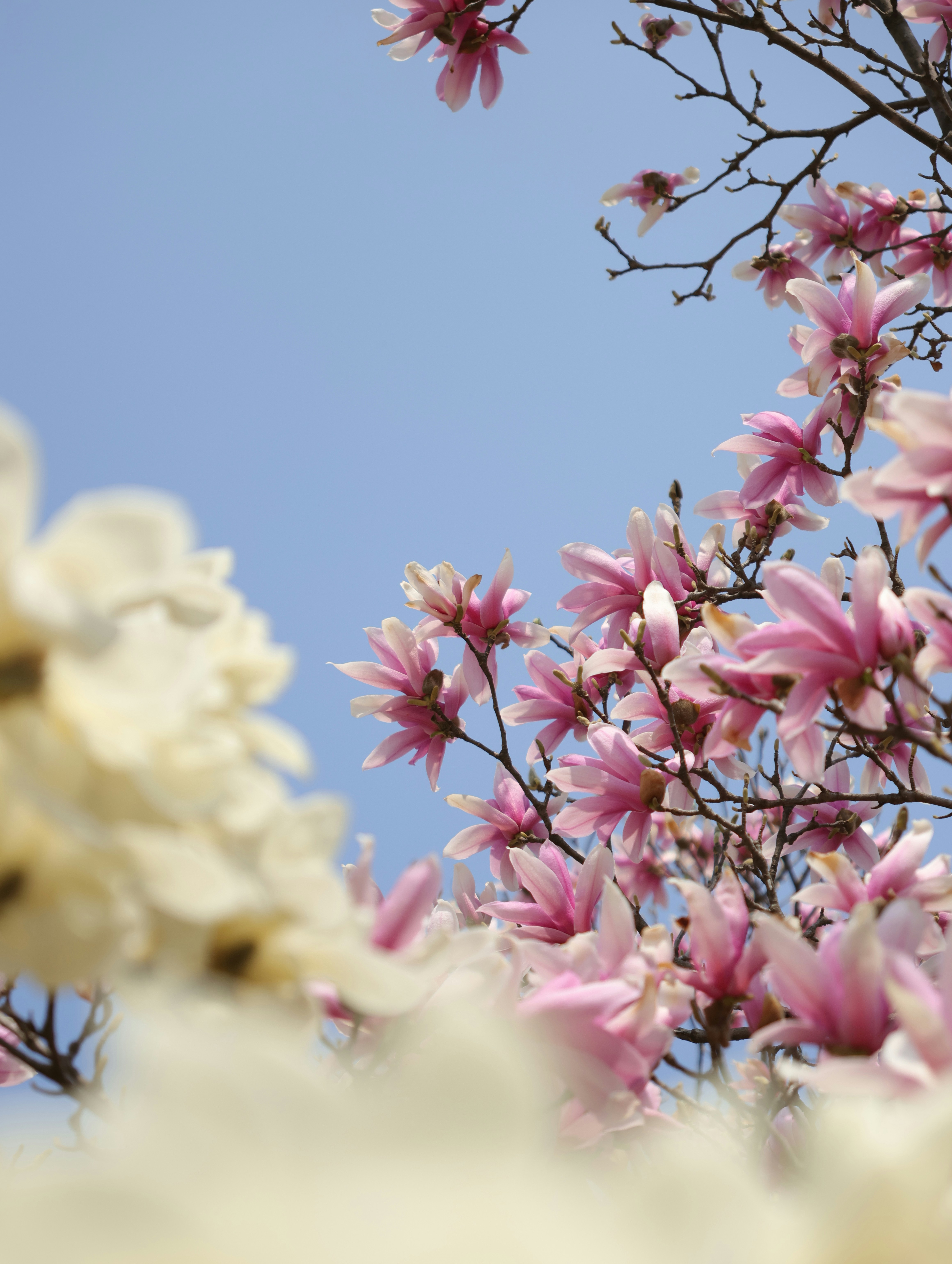 Blossoms Against a Clear Sky: Pink Magnolia Framing