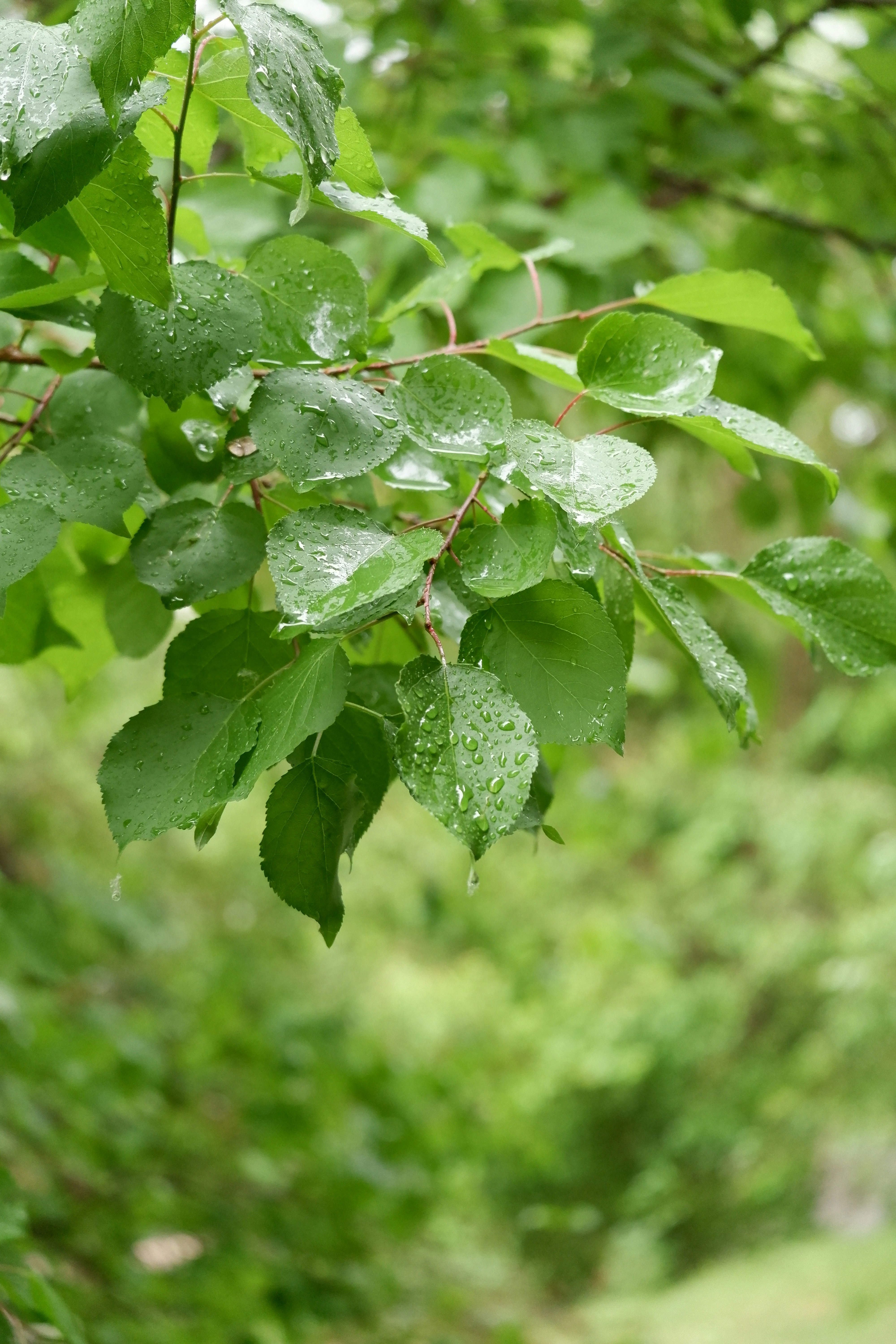 Dew-Kissed Leaves in Soft Natural Light