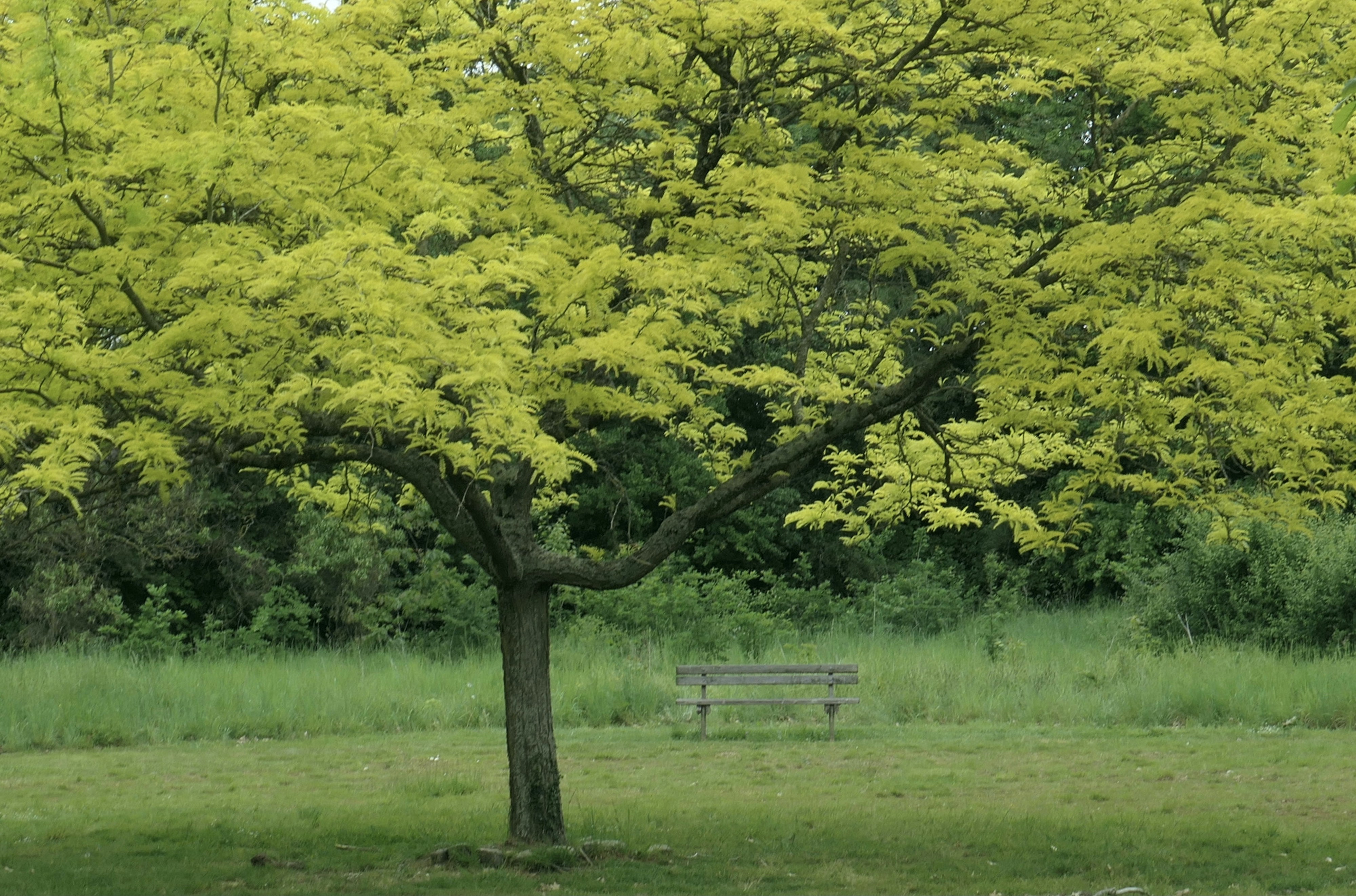 Yellow-leaved Tree Overlooking a Quiet Park Bench