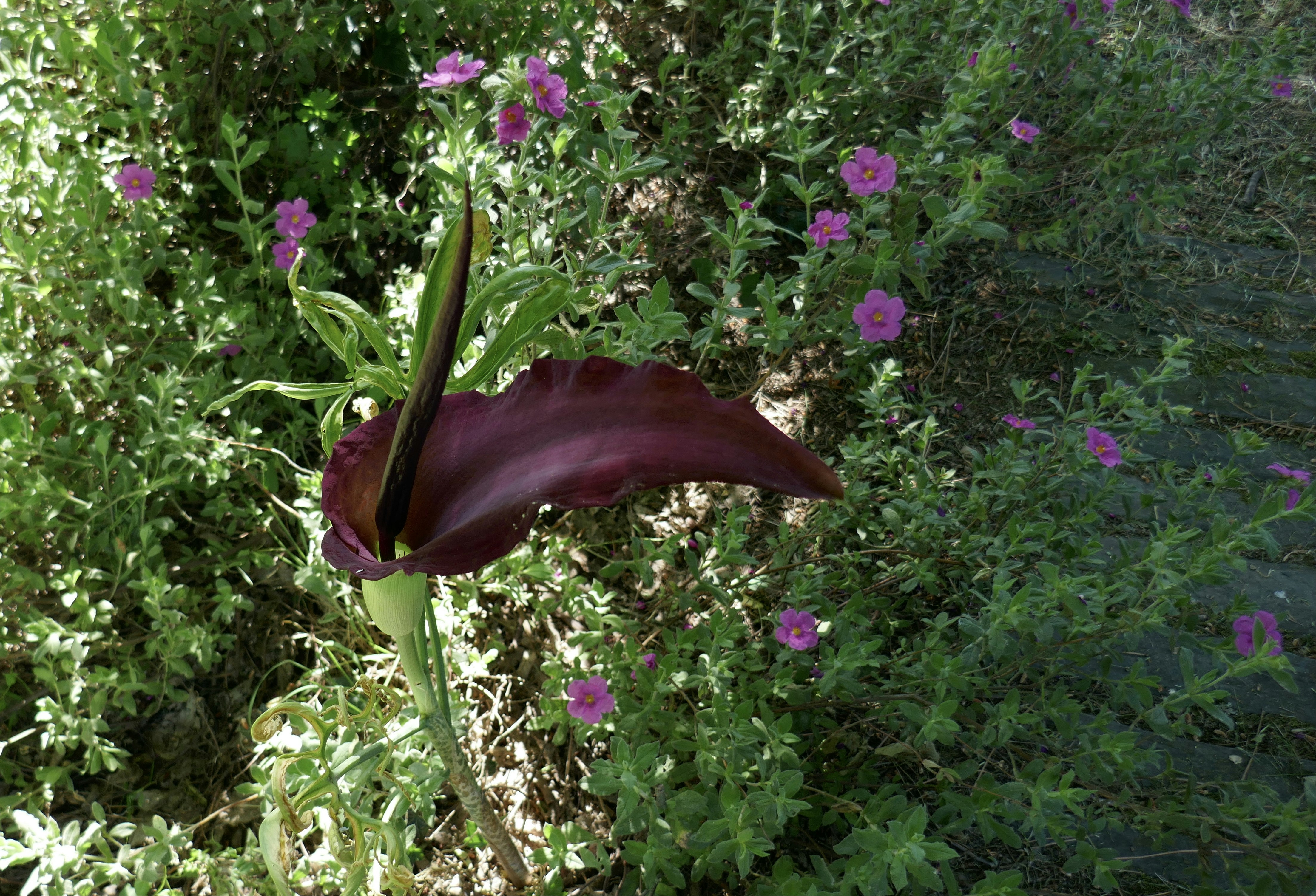 Deep Burgundy Calla Amid a Garden of Pink Blooms