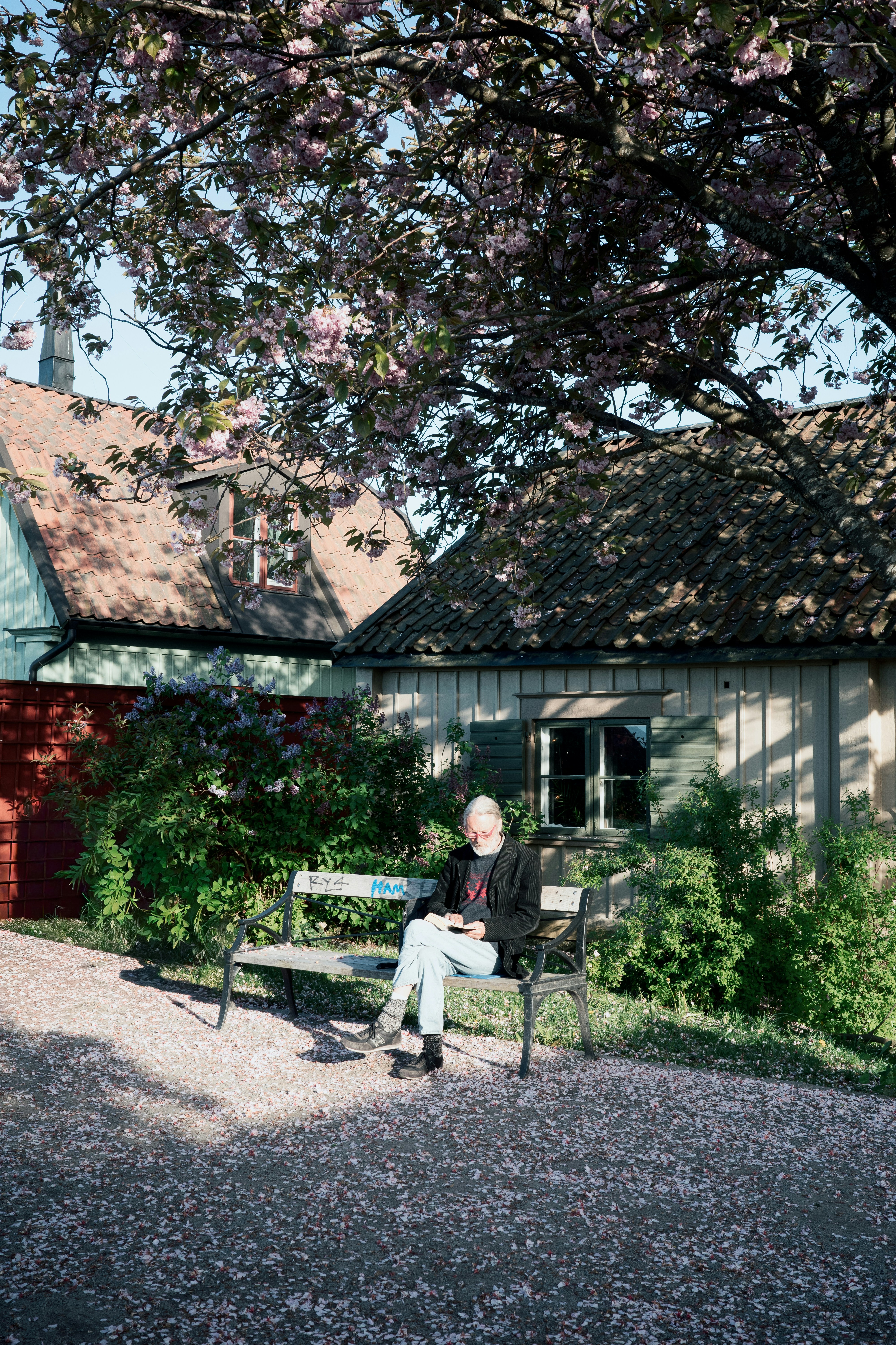 Bench Portrait Under Blooming Canopy