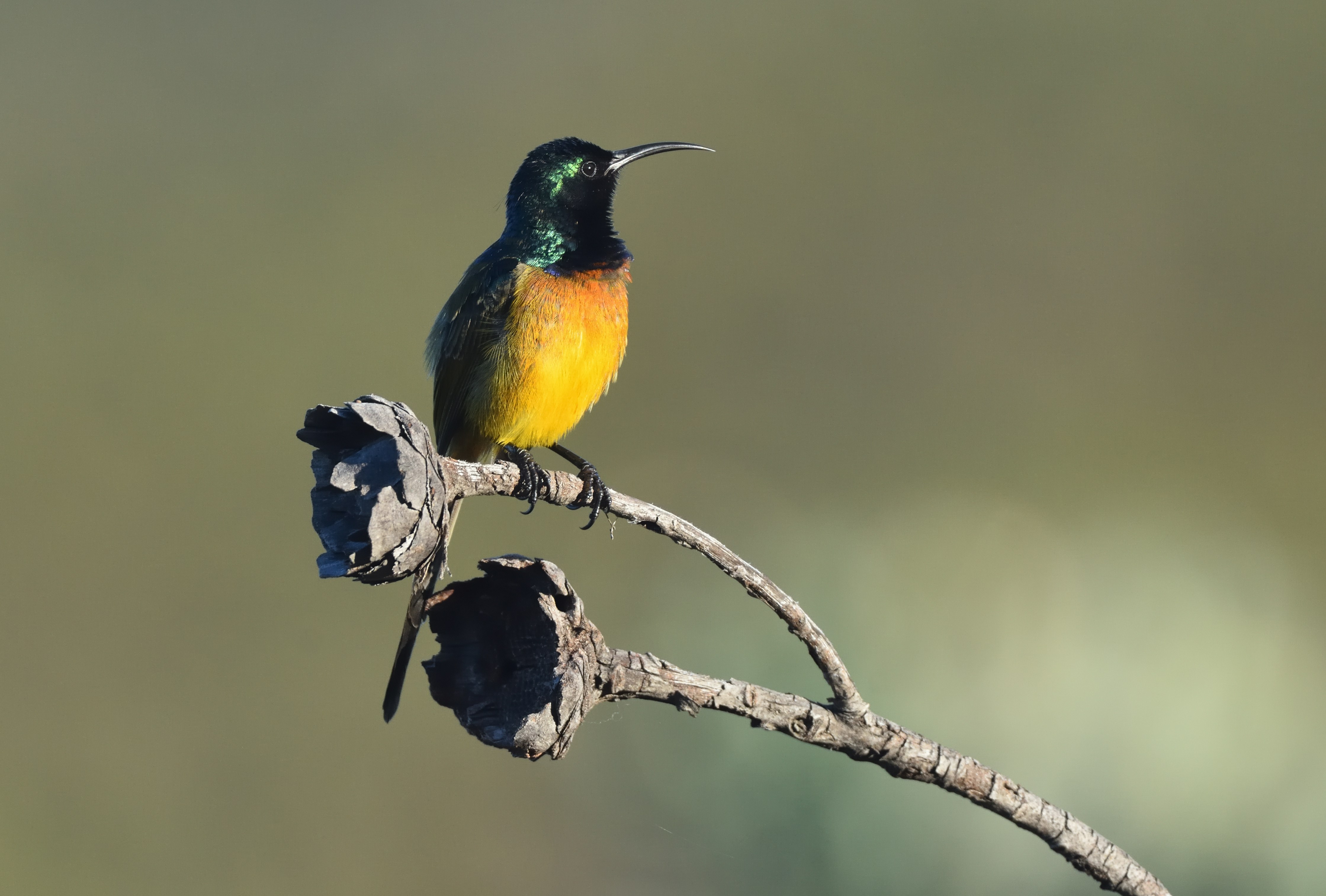 Sunlit Emerald and Amber: A Hummingbird Perched on a Gnarled Branch