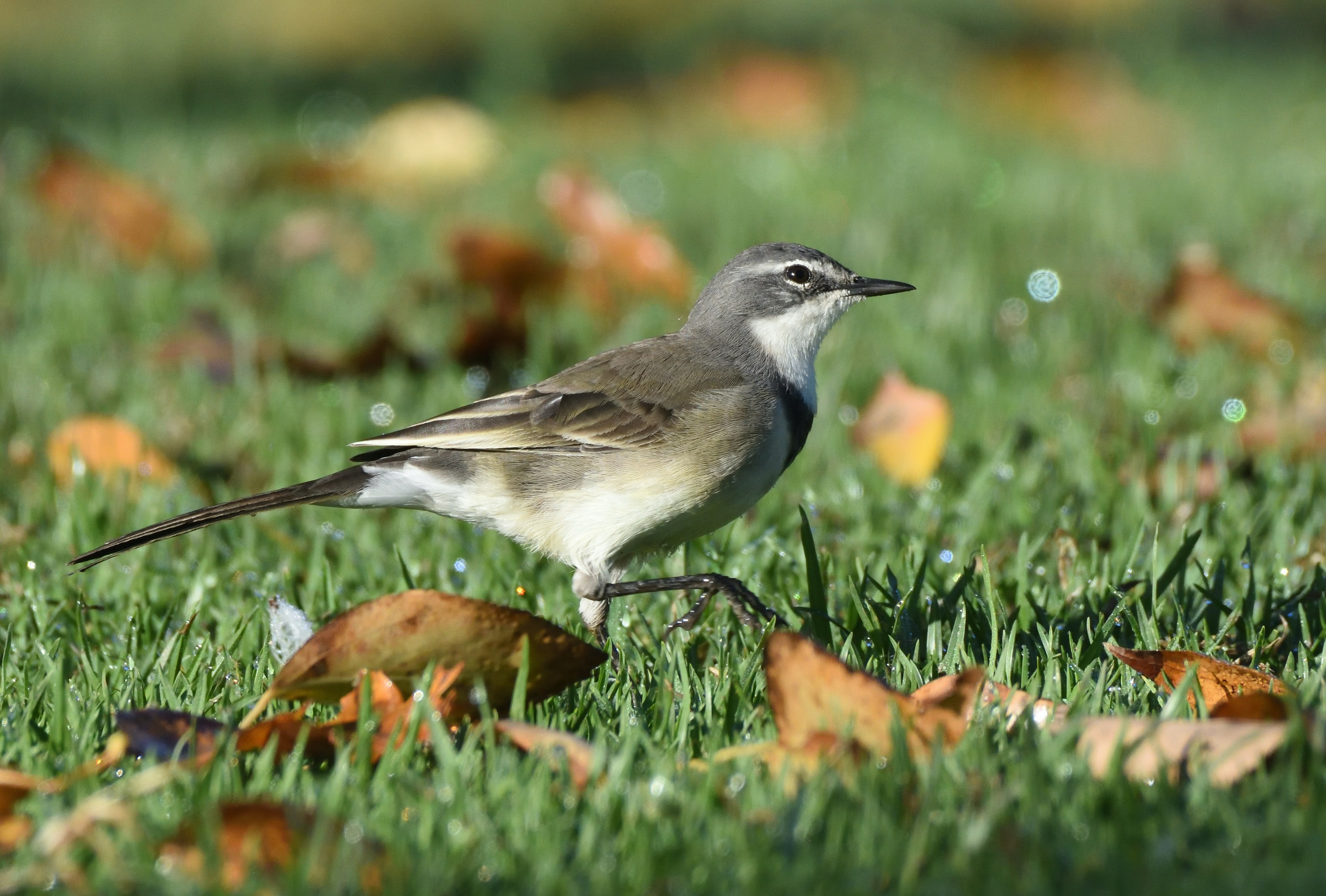 Gray Warbler on a Leaf-Strewn Lawn