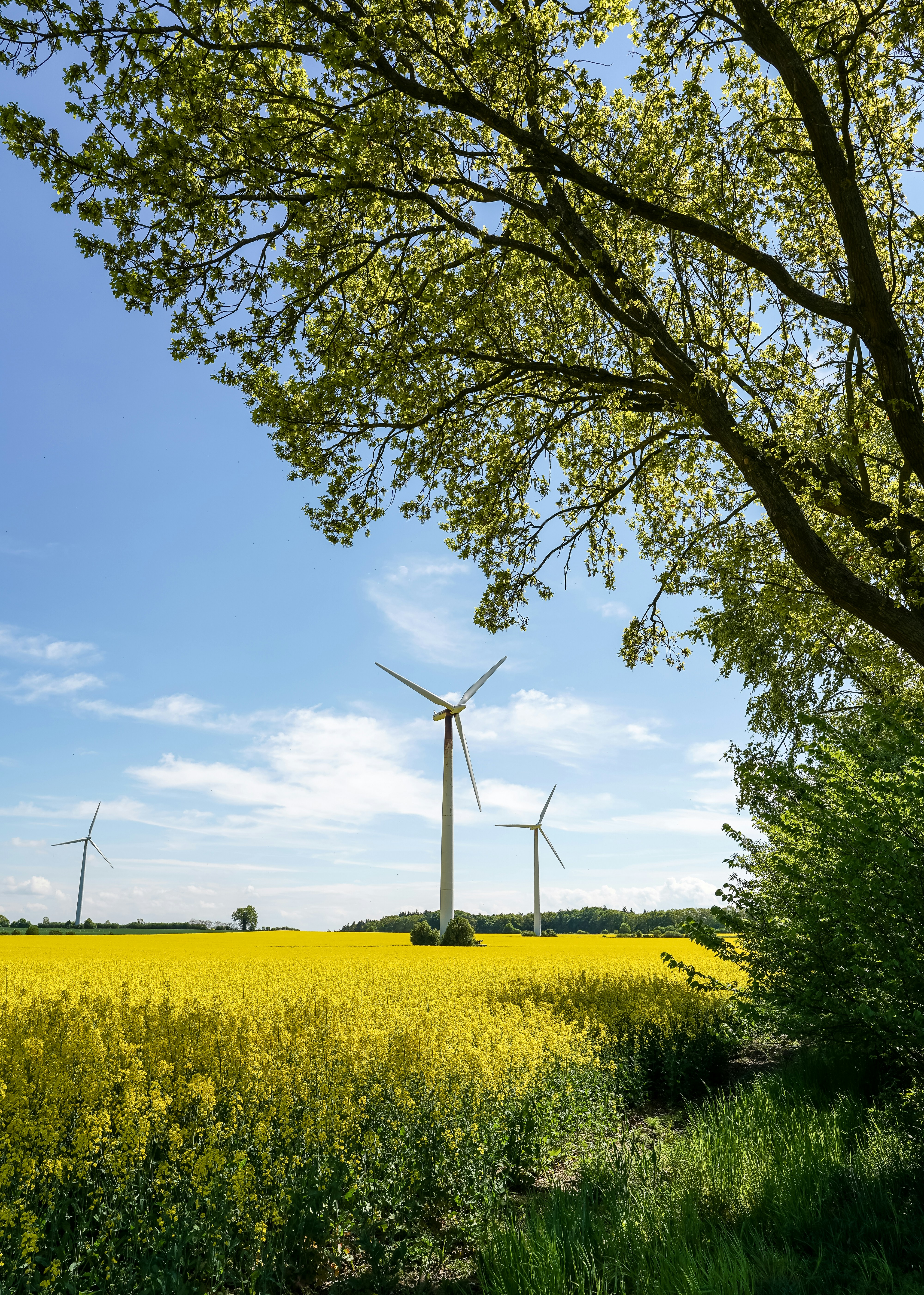 Windmill Heartland Over Golden Canola