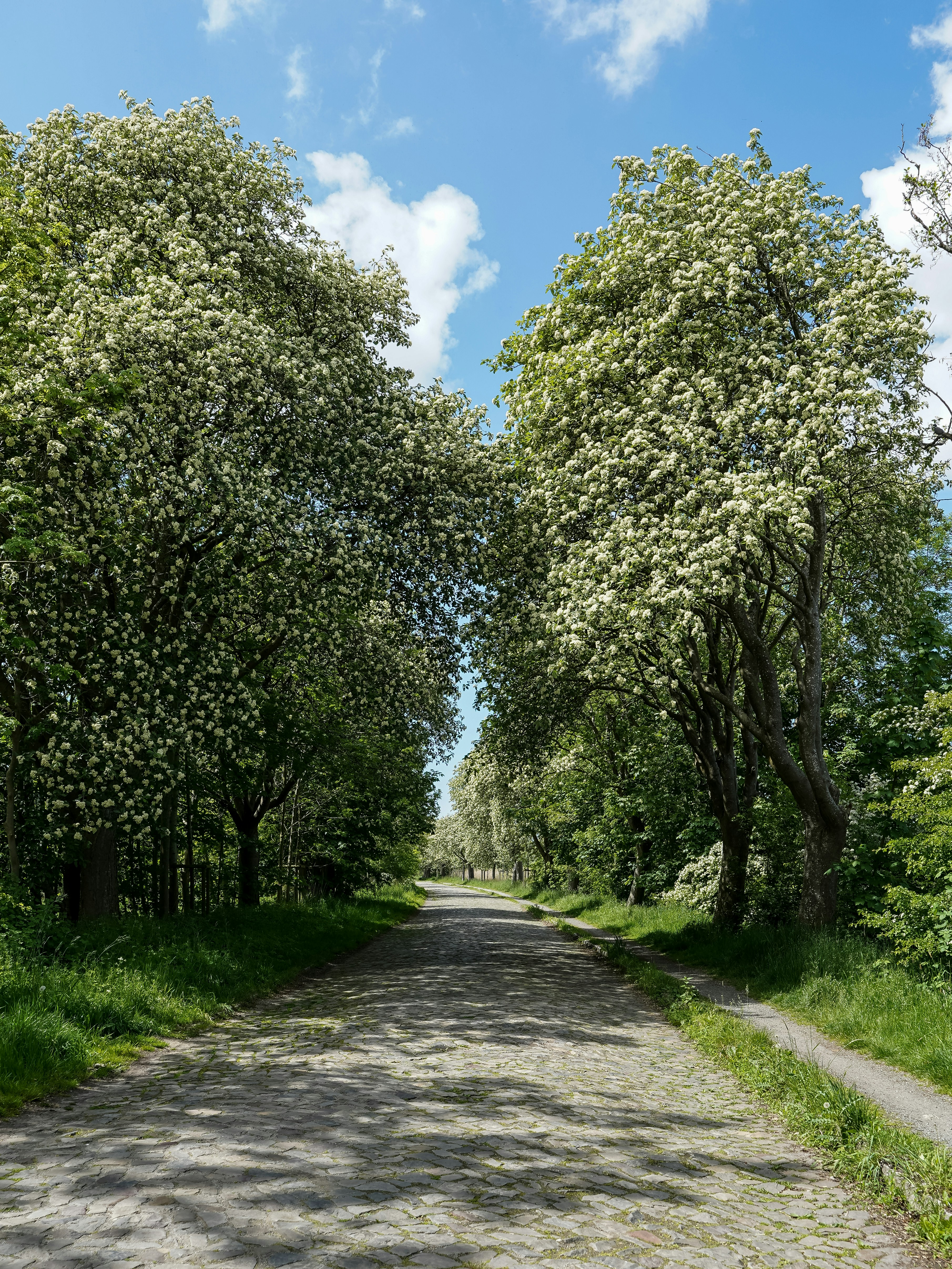 Sunlit Tree-Canopy Lane Beneath a Row of Blossoming Giants