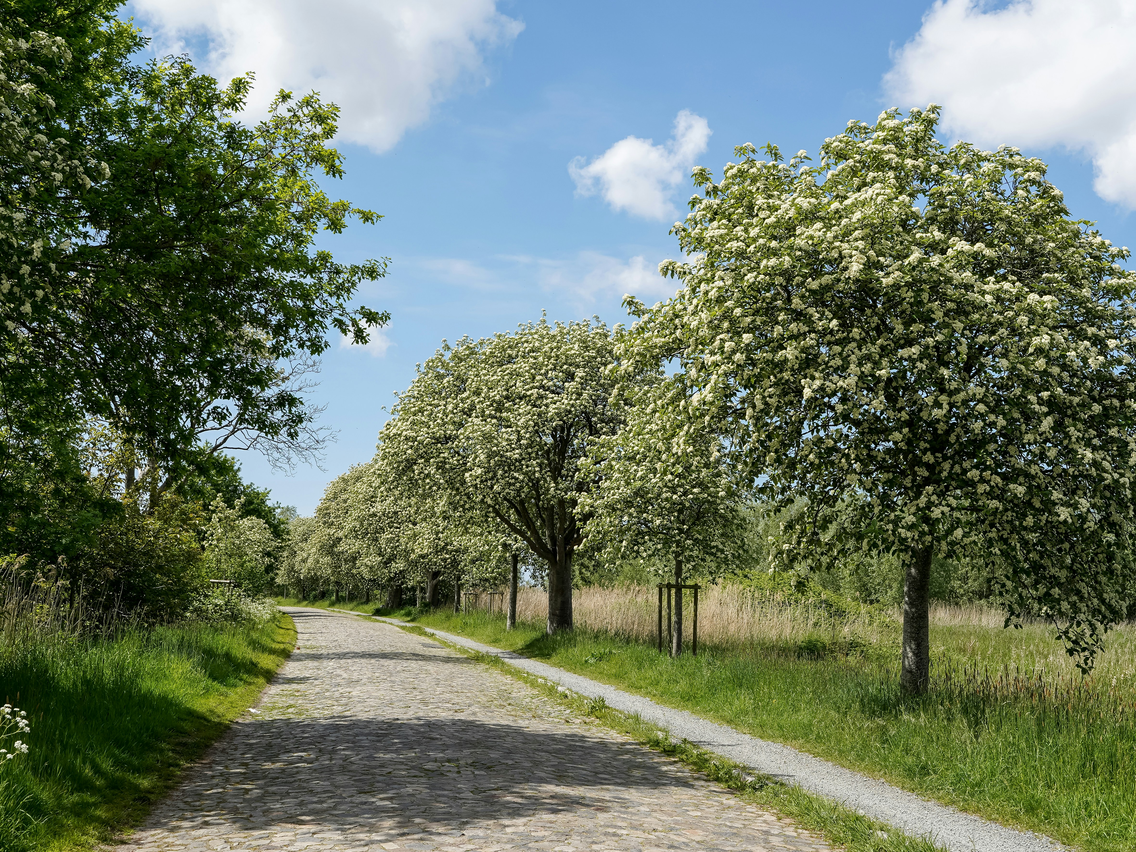 Sunlit Gravel Path Through an Orchard Corridor