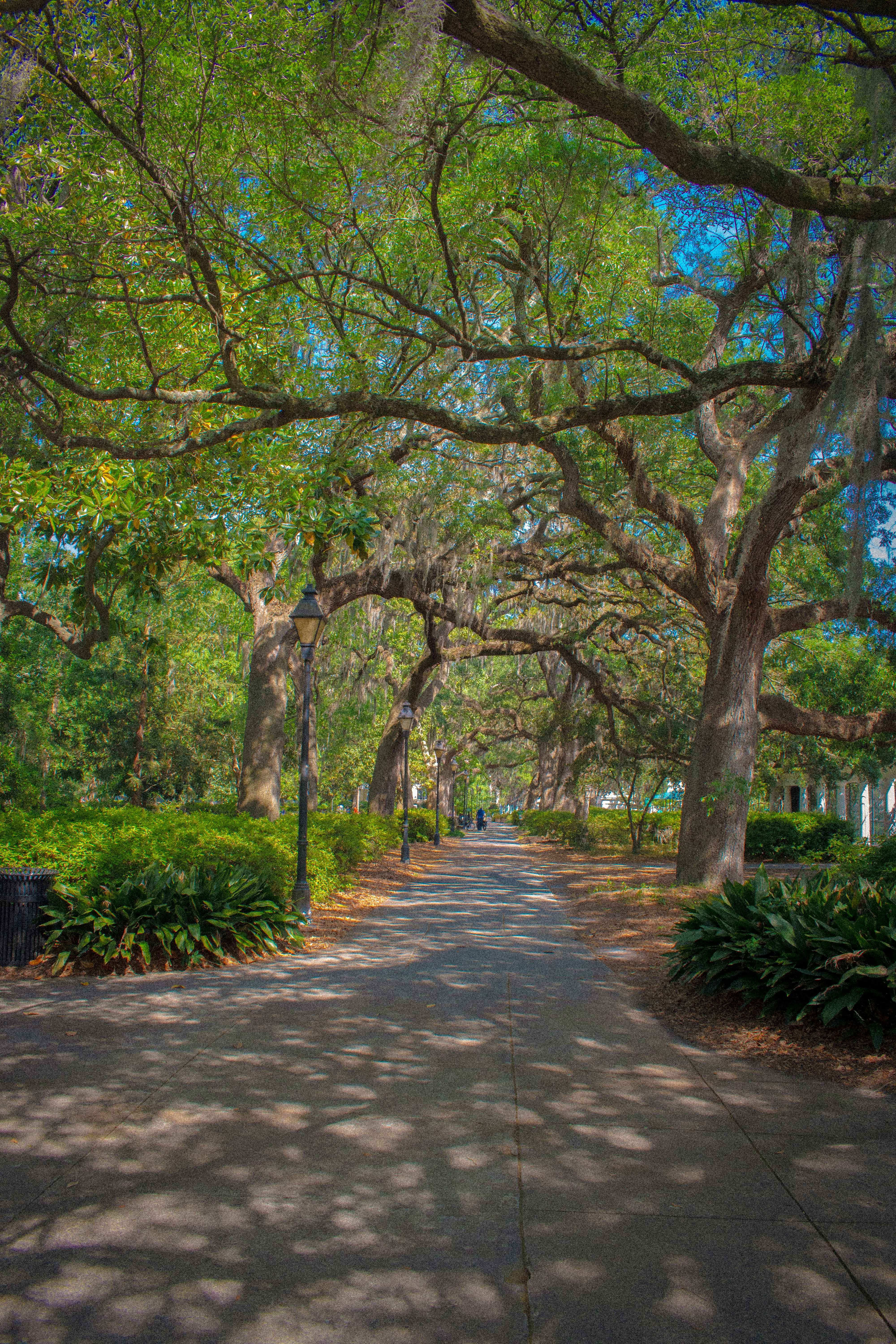 Sunlit Avenida: A Canopy of Ancient Oaks Over a Shaded Path
