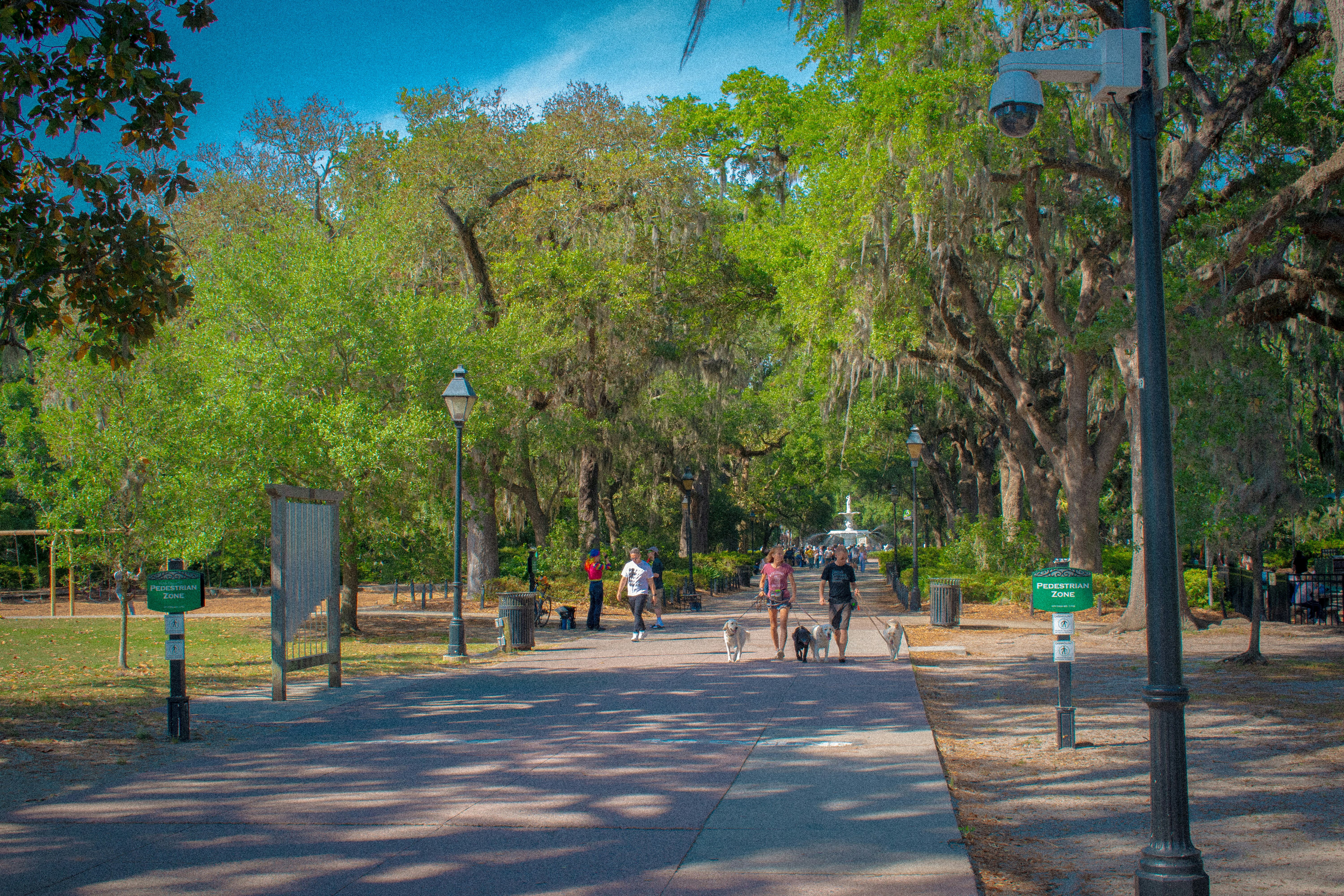 Sunlit Parkway: People Walking with Dogs in a Green Campus Path