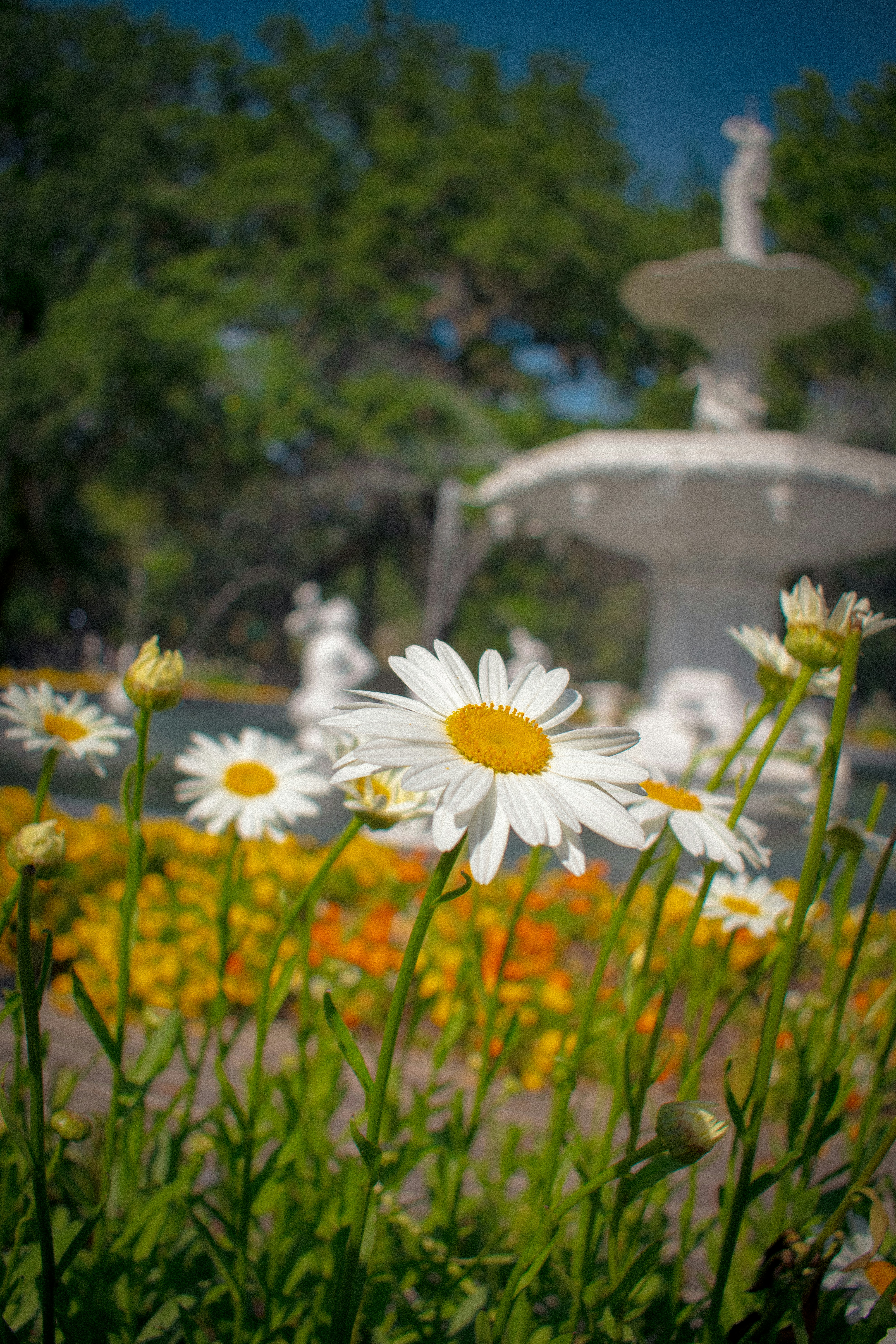 Daisy Crown Over a Sunlit Fountain Garden