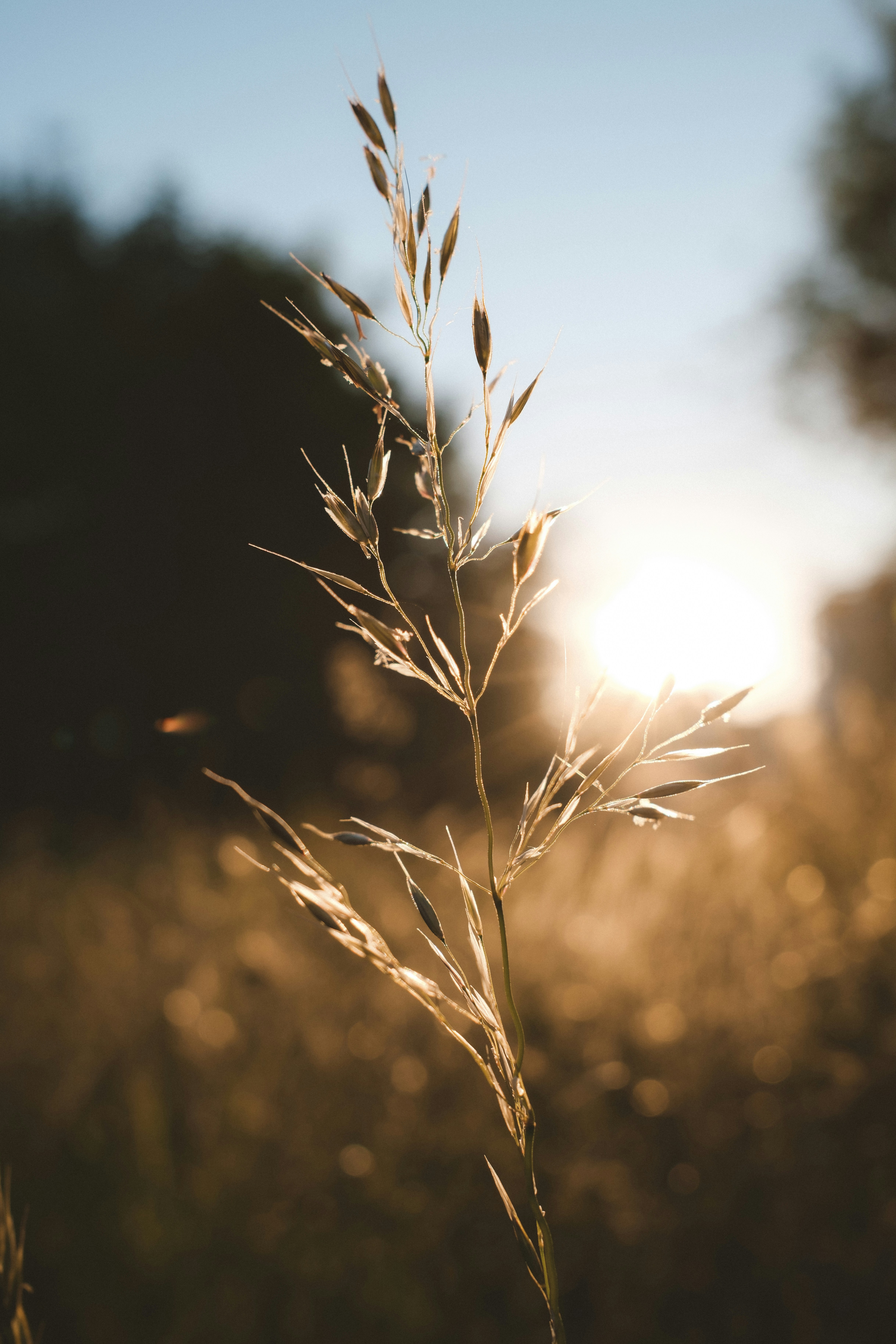 Sunlit Reed: A Quiet Moment in the Field