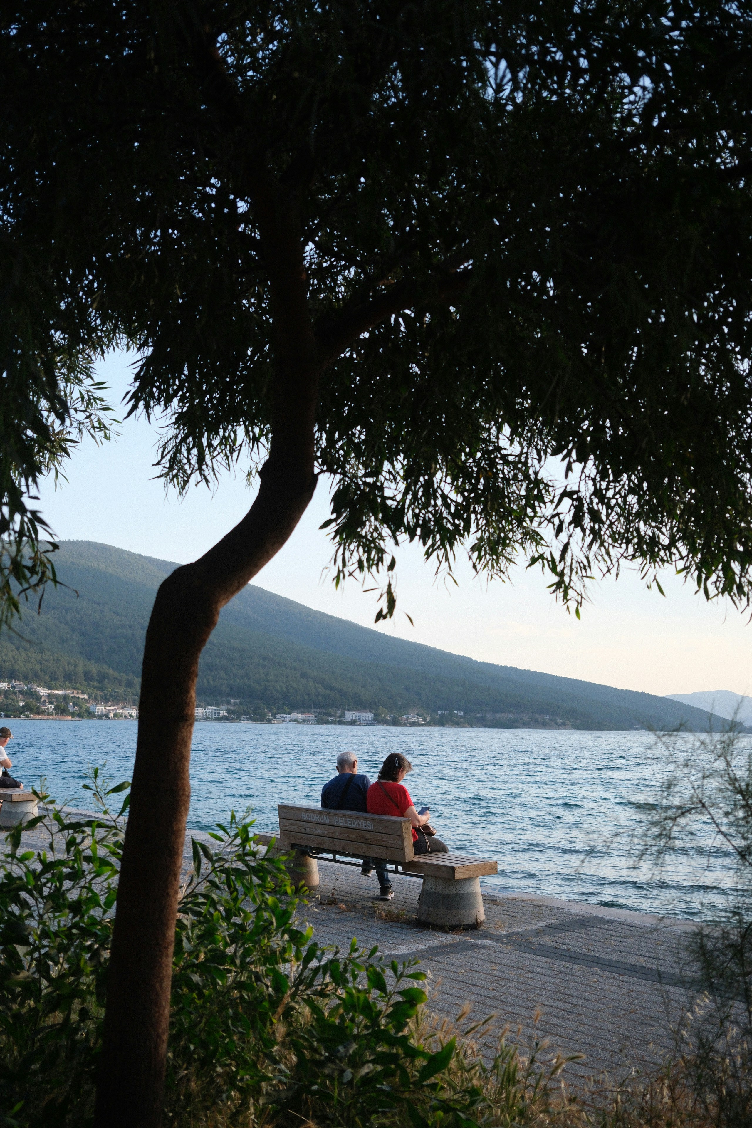 Quiet Waterfront Moment: Lovers on a Park Bench Beneath a Whispering Tree