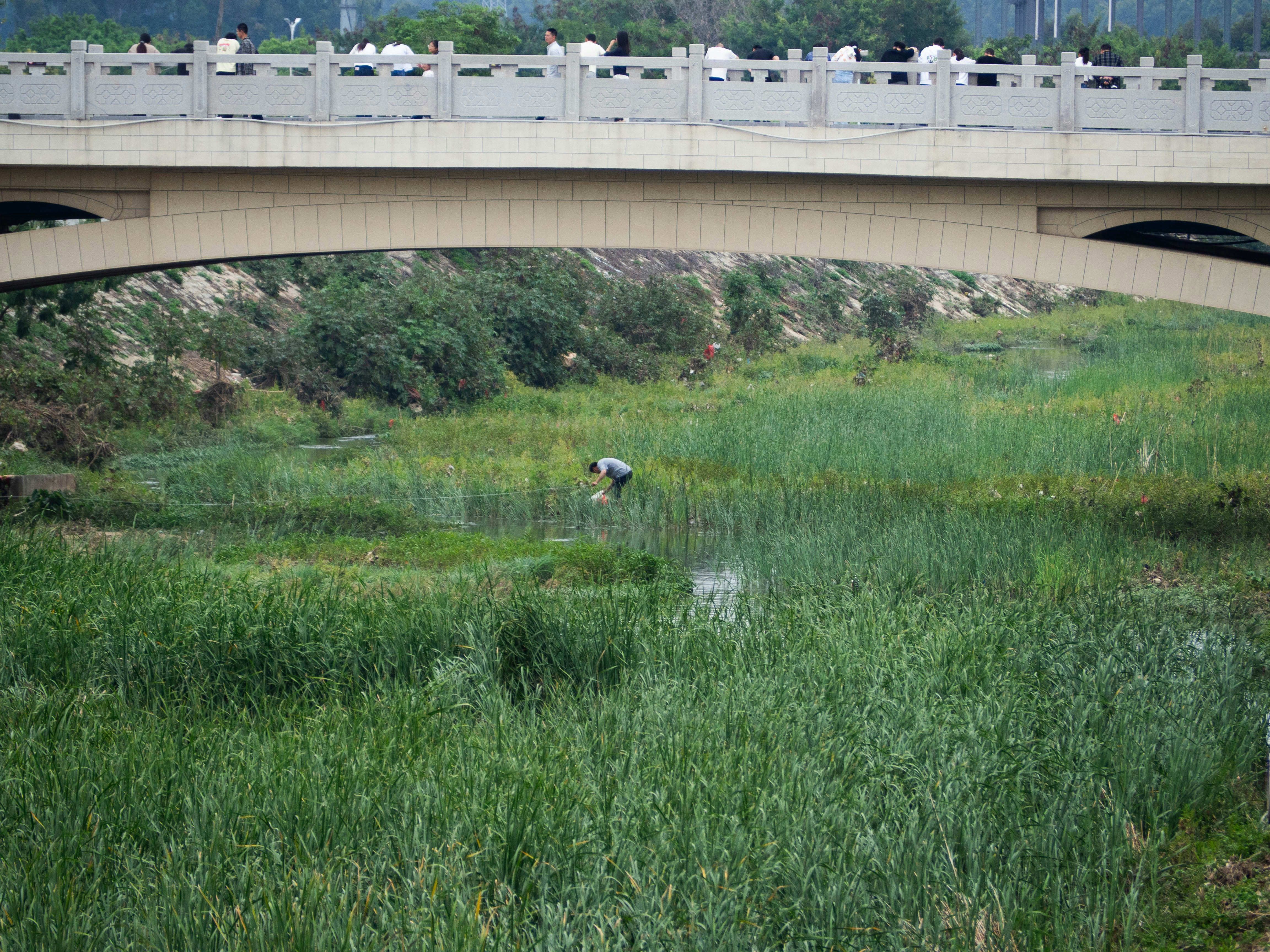 Bridge Overgreen: A Quiet Riverside Gaze