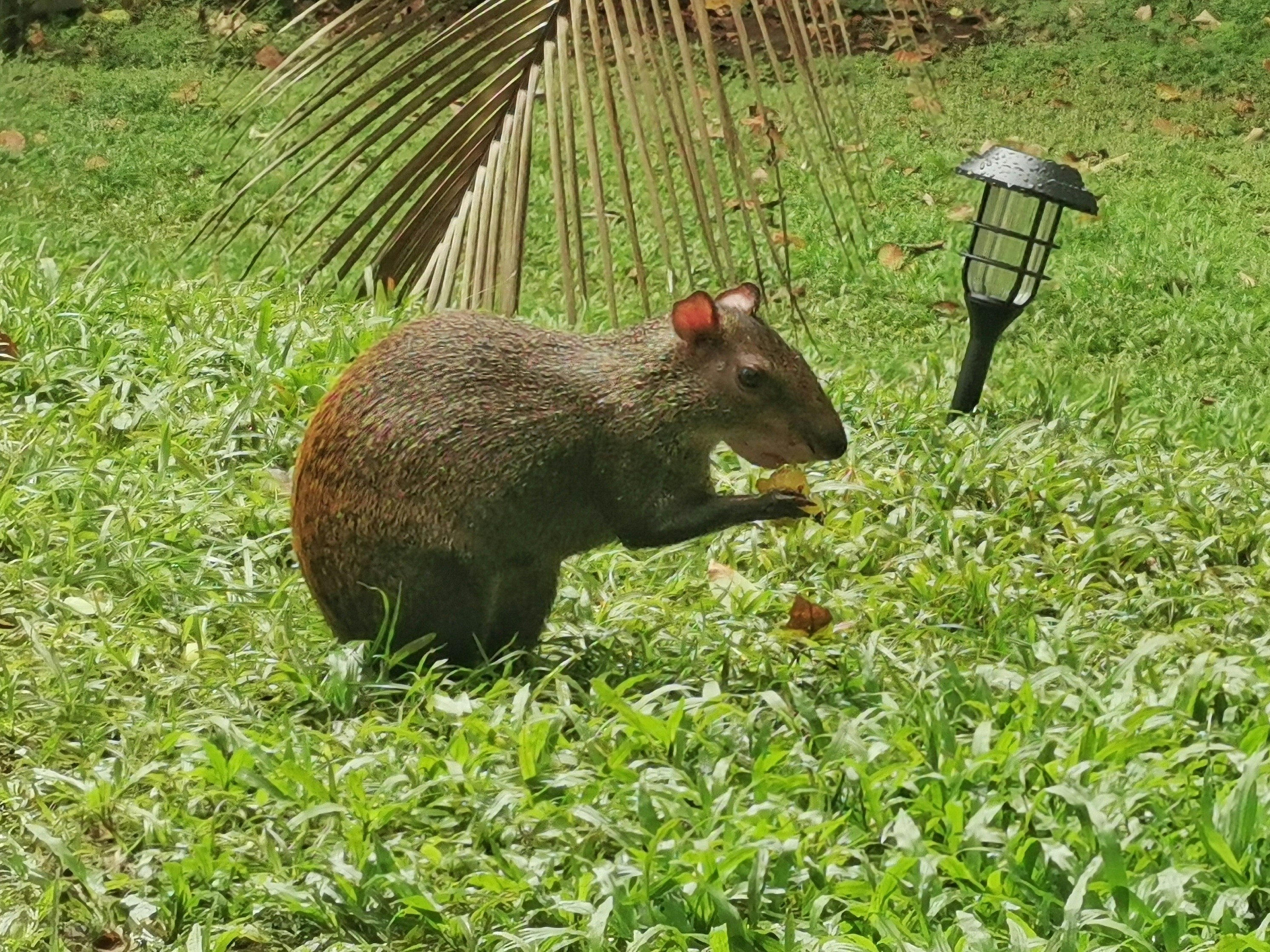 Portrait of a Ground Squirrel foraging under a garden lamp