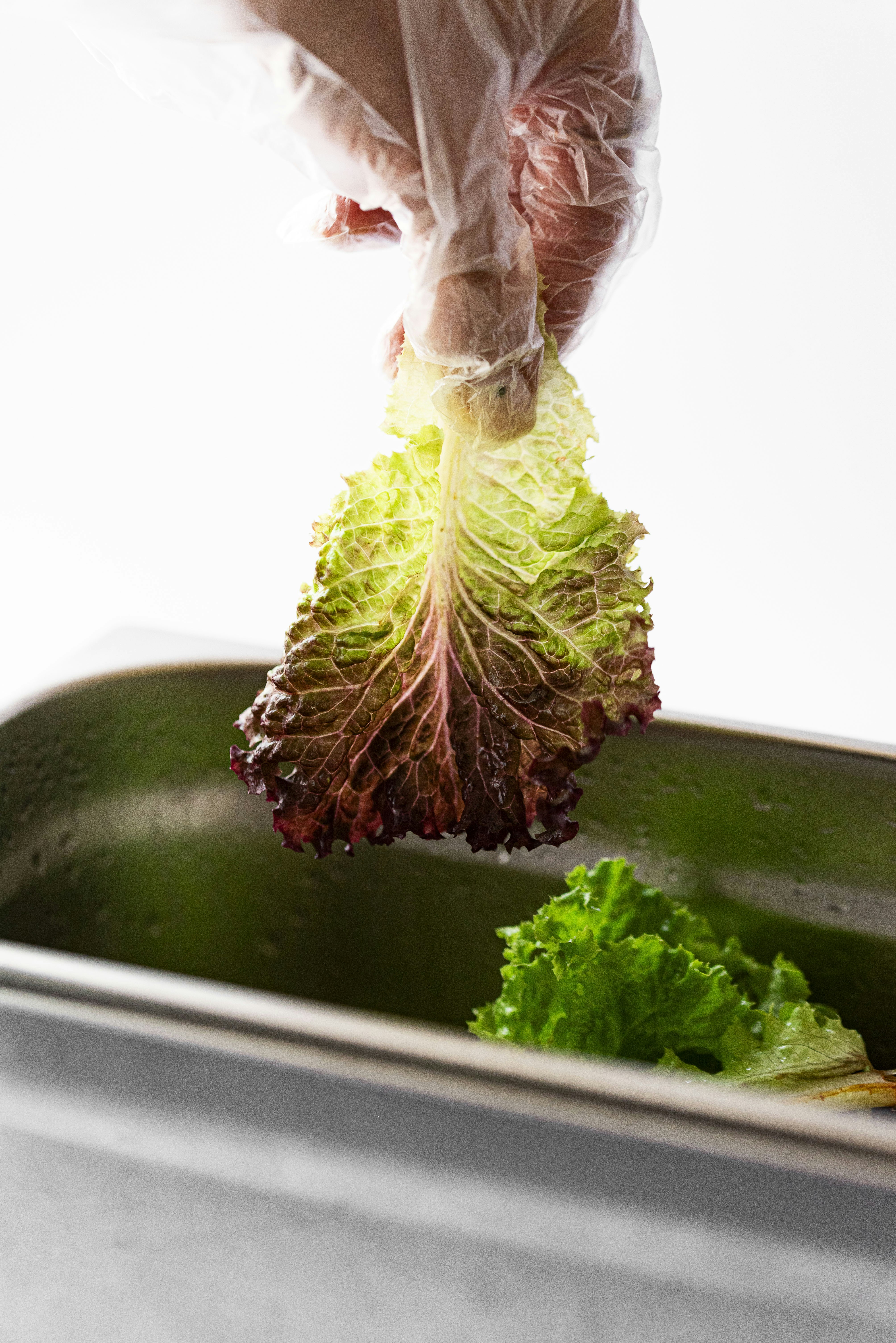 Juxtaposed leaf: gloved hand lifting a red-tinted lettuce into a stainless tray