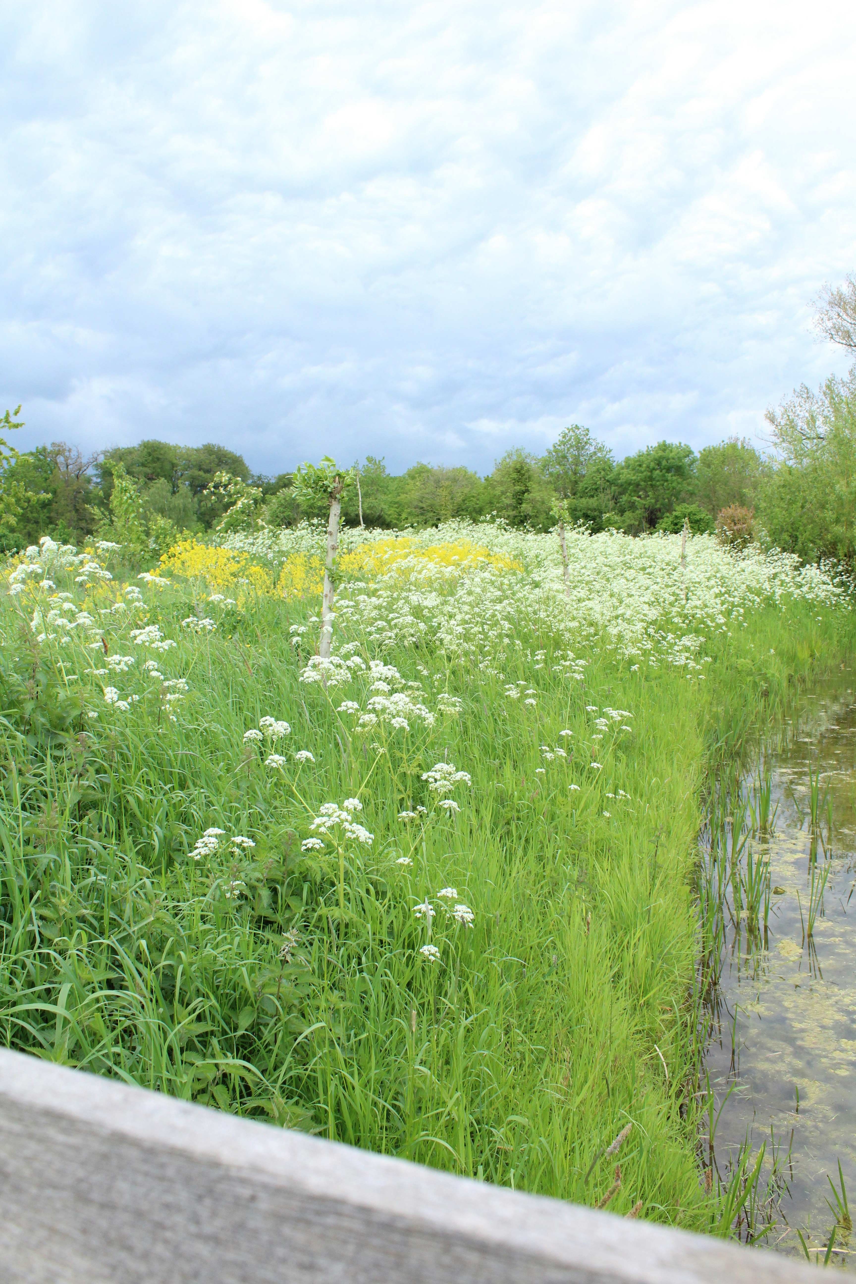 Field of white blooms by a quiet waterside under a cloudy sky