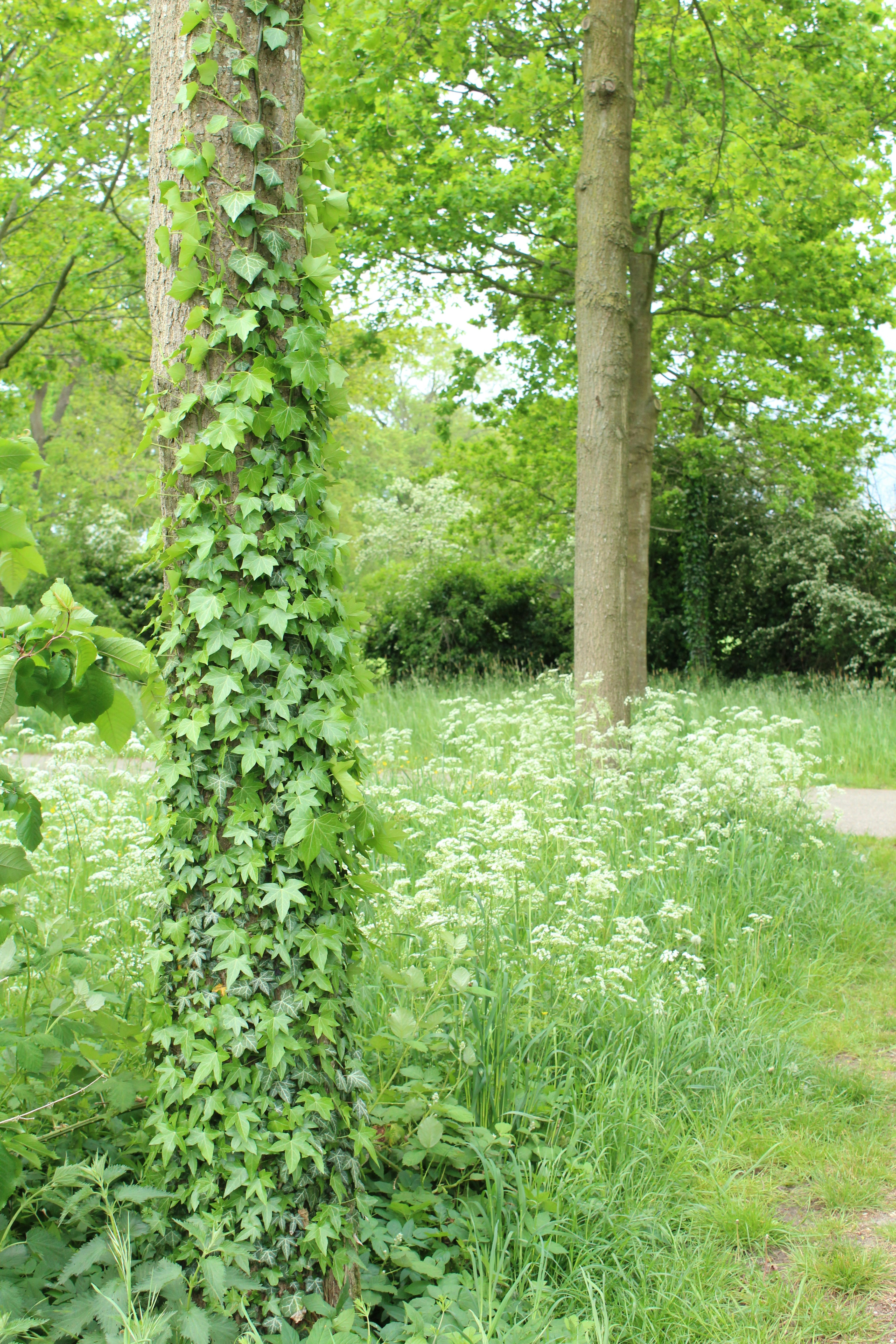 Ivy-clad Tree in a Bright Meadow Path