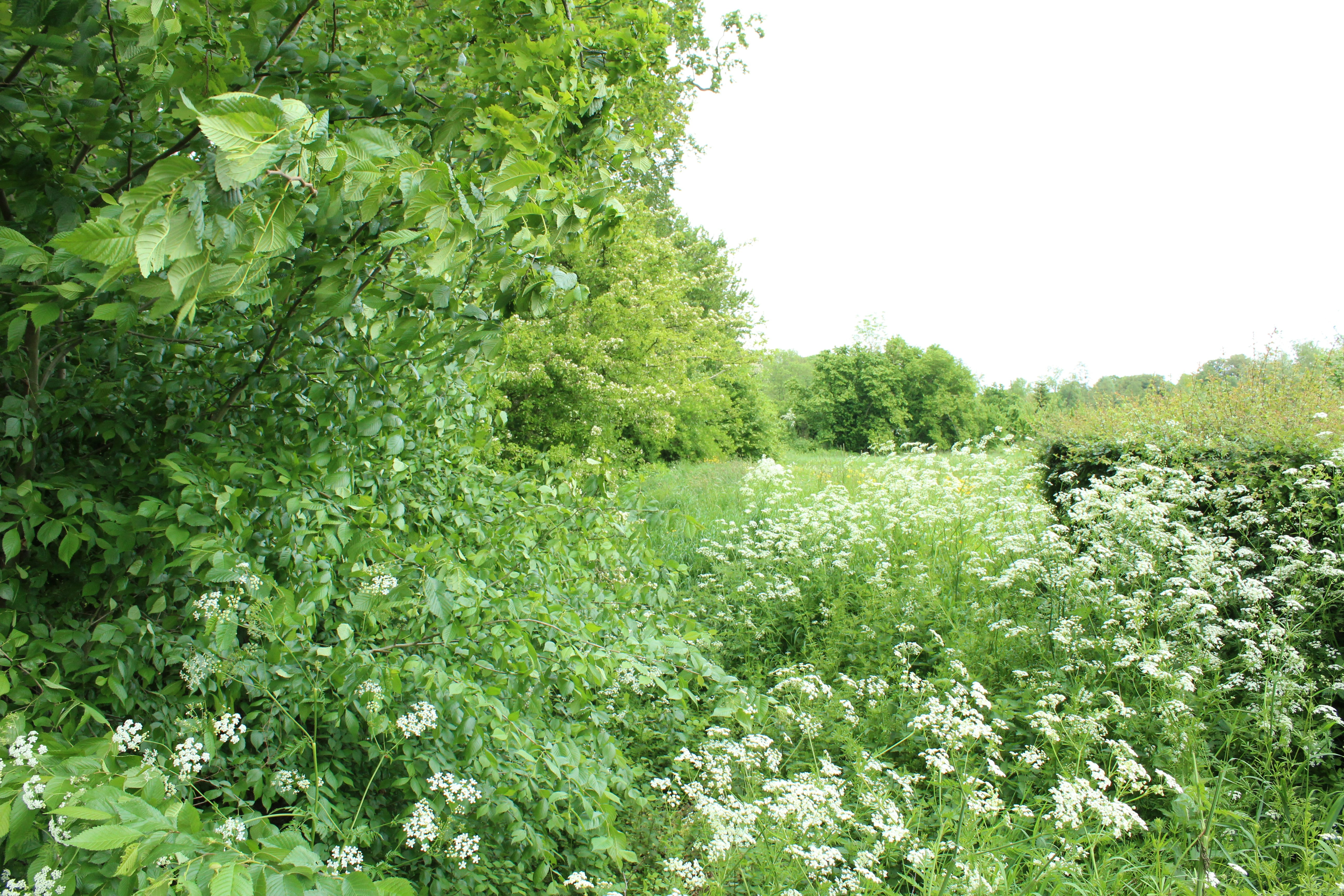 Emerald Meadow Pathway: A Quiet Vista of Wildflowers and Leaves