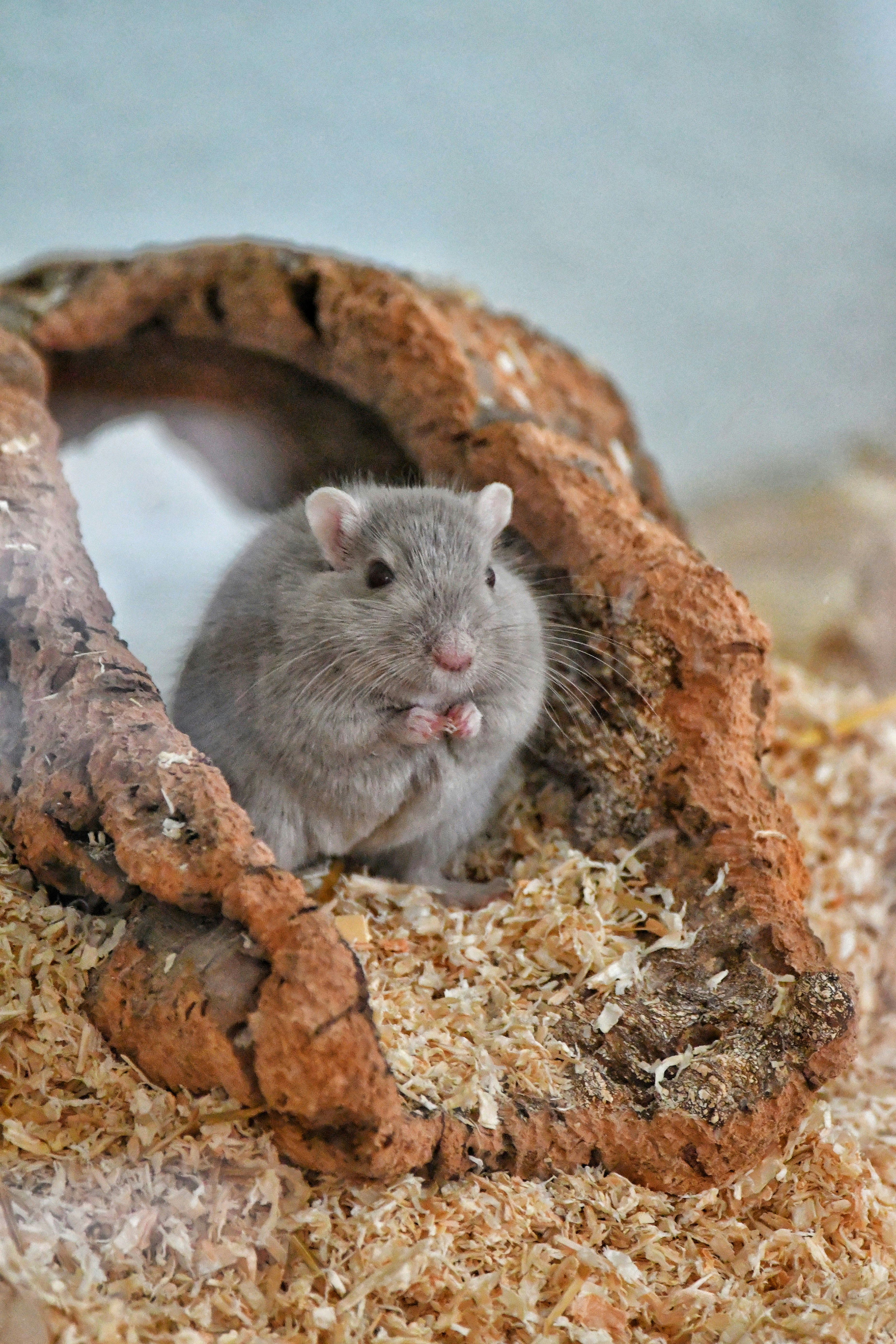 Curled Up in Cracked Bark: A Gentle Mouse in a Burrow Window