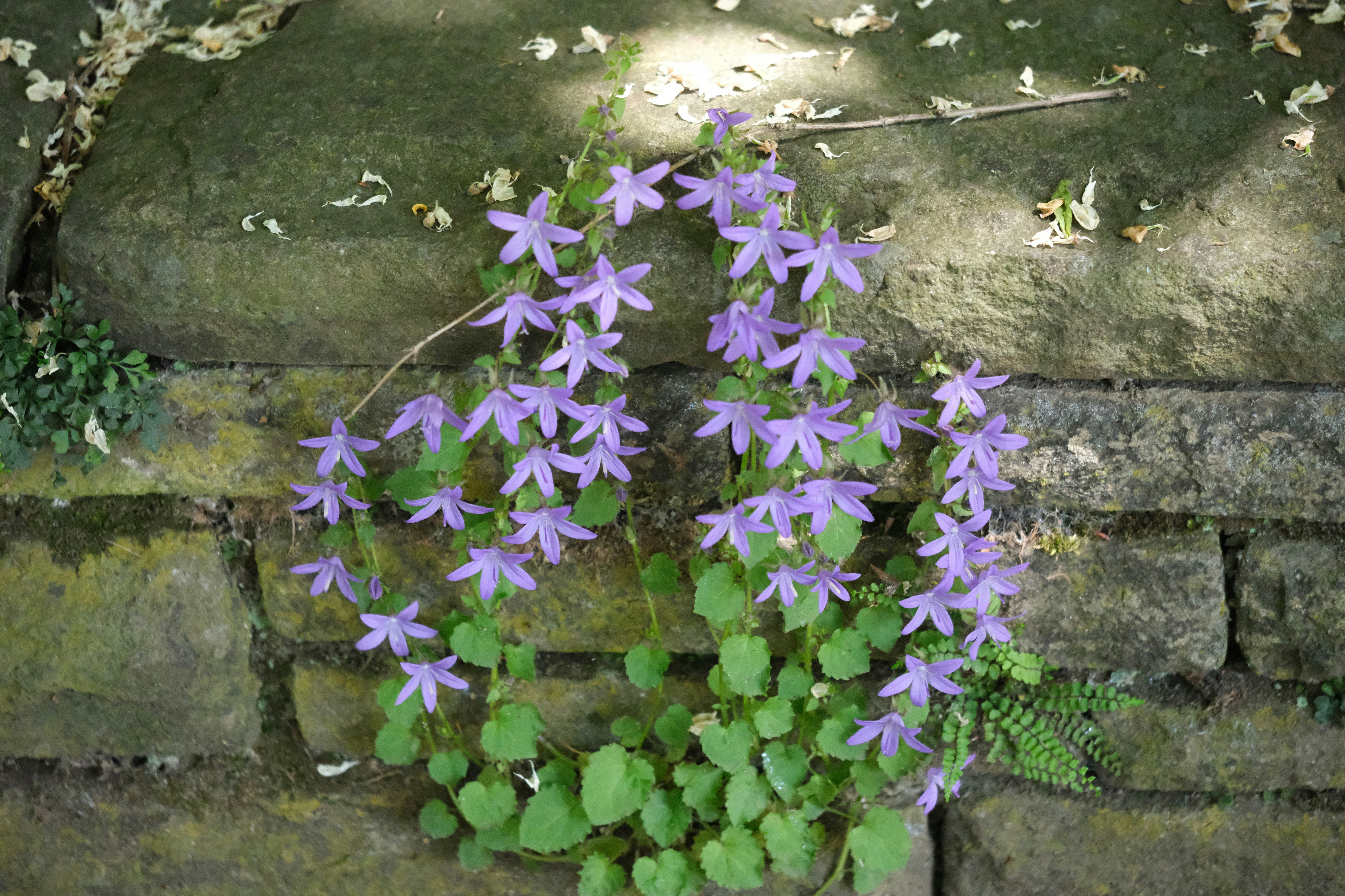Purple Wildflowers Rising Between Stones