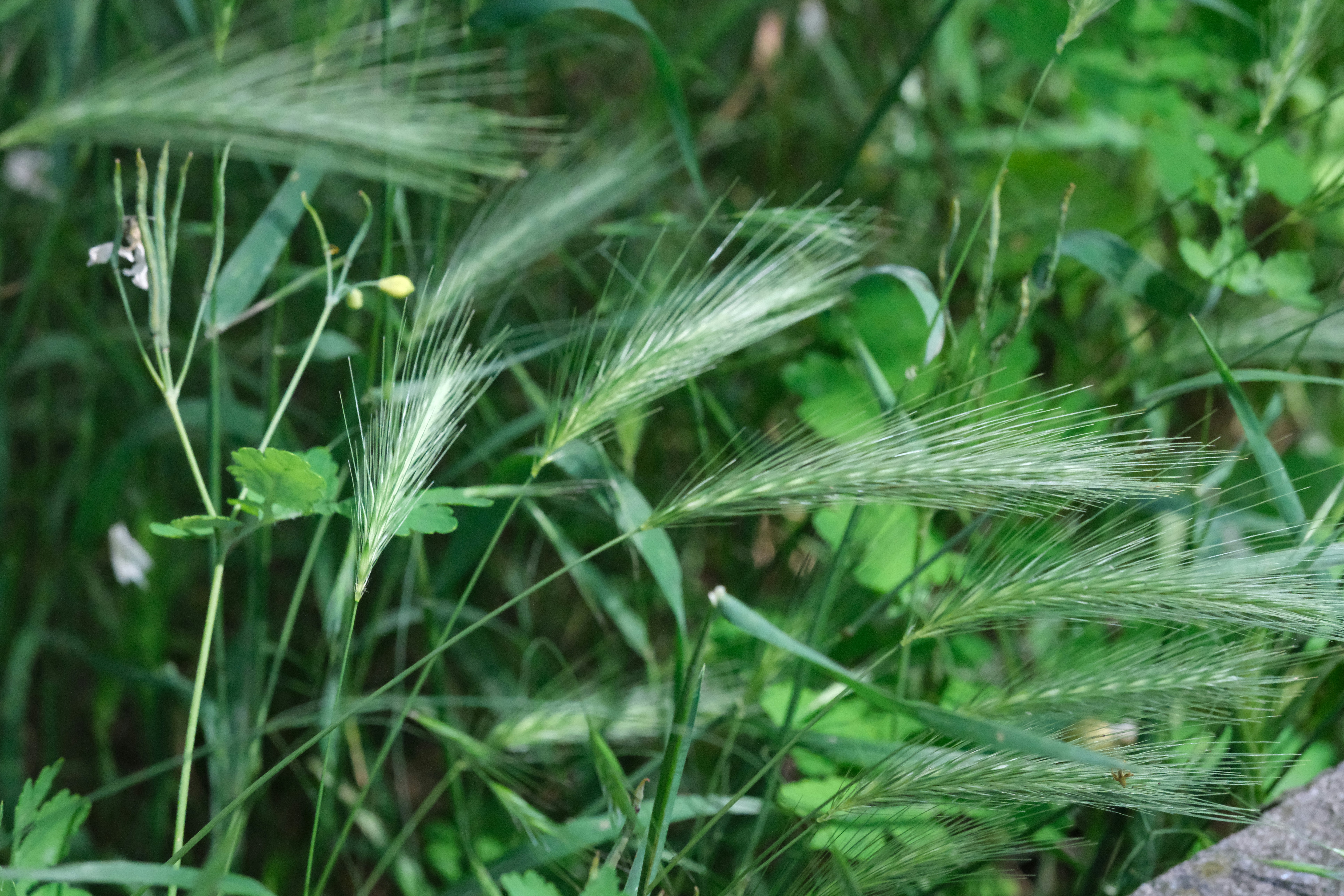 Whispers of Grass: Delicate Seed Heads in a Green Quiet