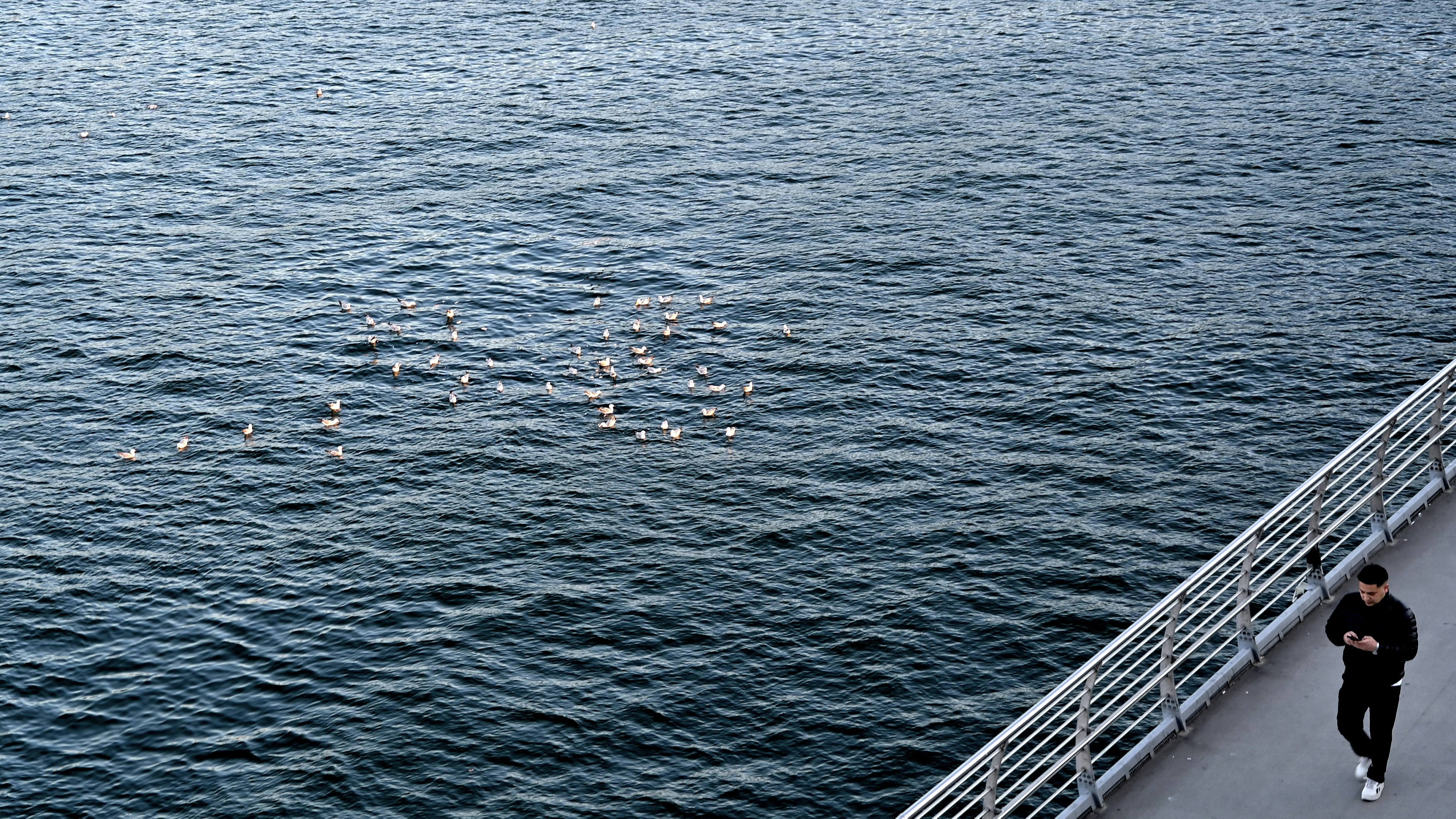 Seabirds on a Quiet Waterfront Walk