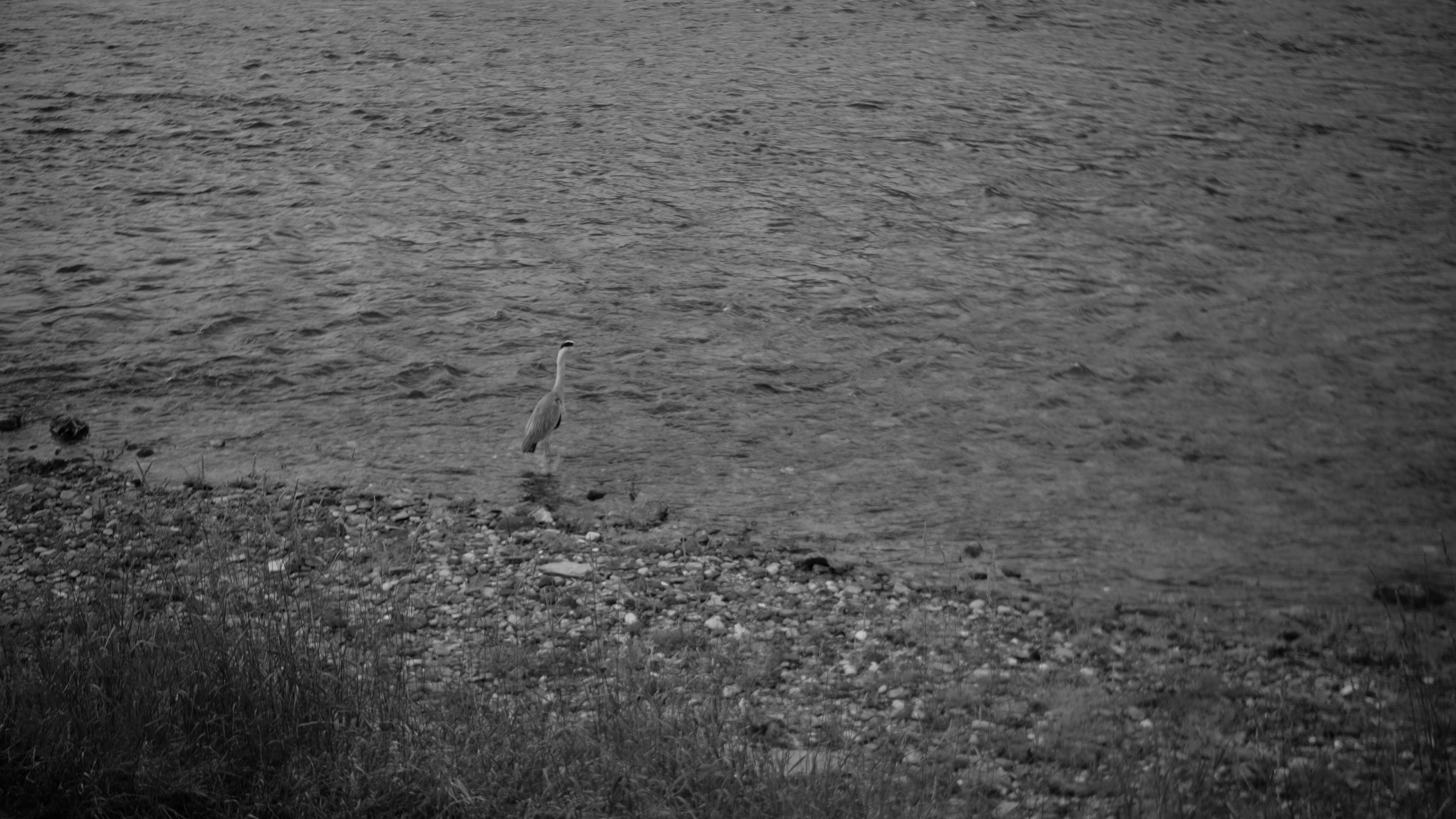 Shoreline Sentinel: A Lonely Heron at Dusk