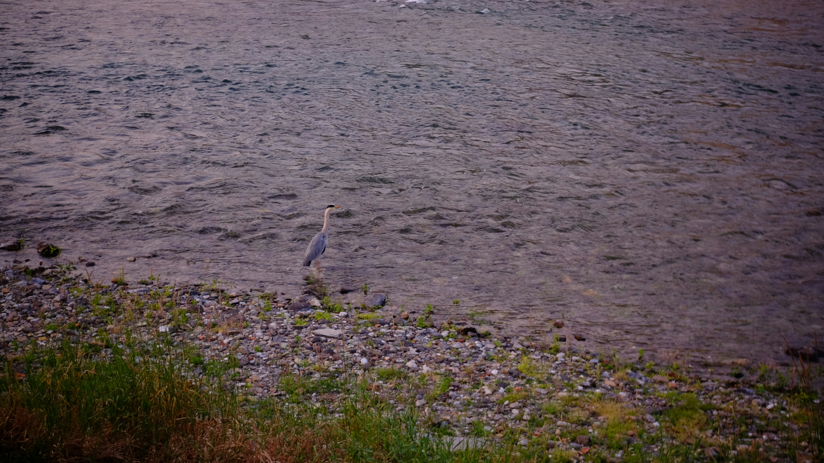 Heron at the Pebble Shoreline