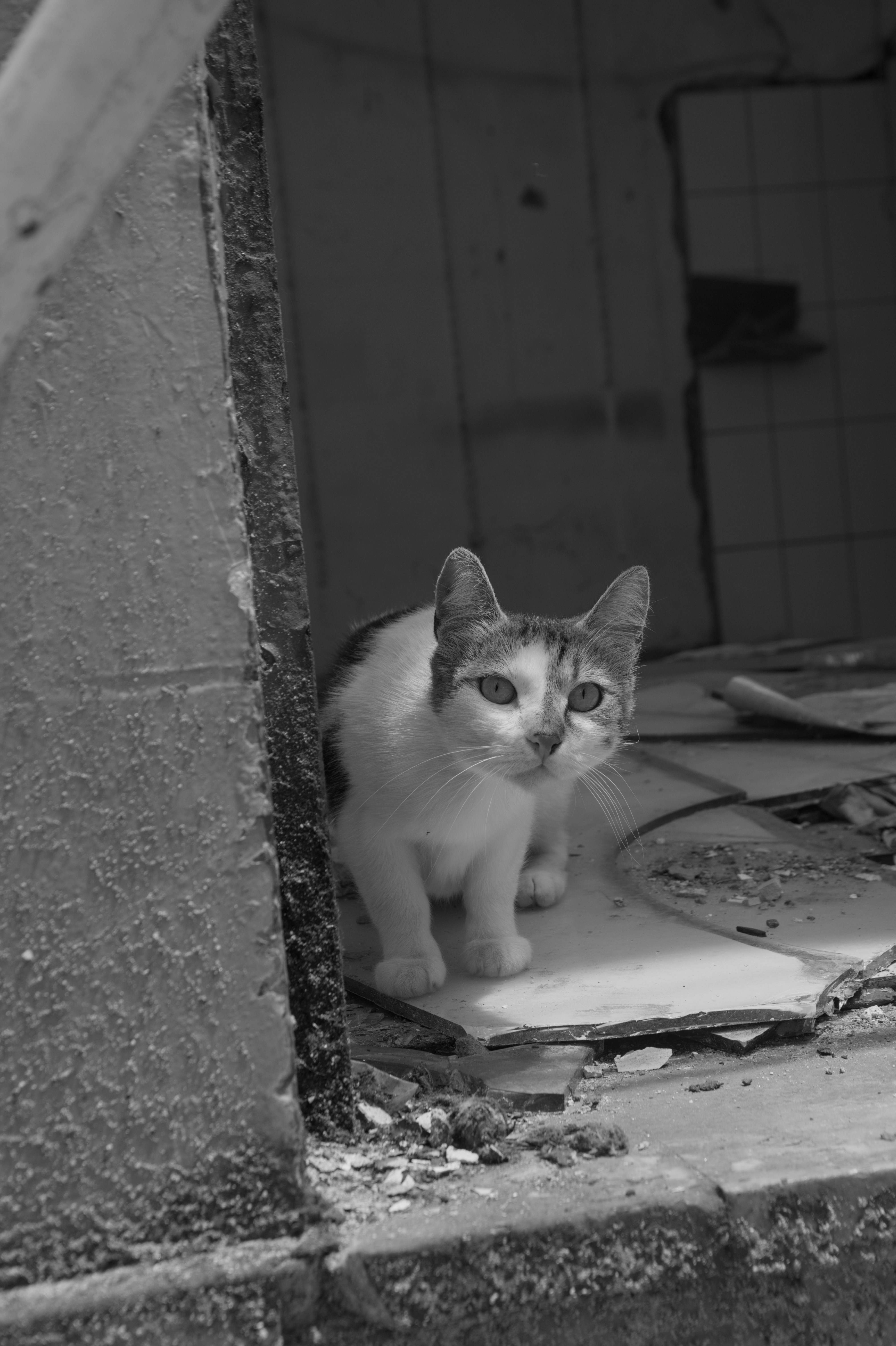 Curious Kitten in a Crumbled Threshold