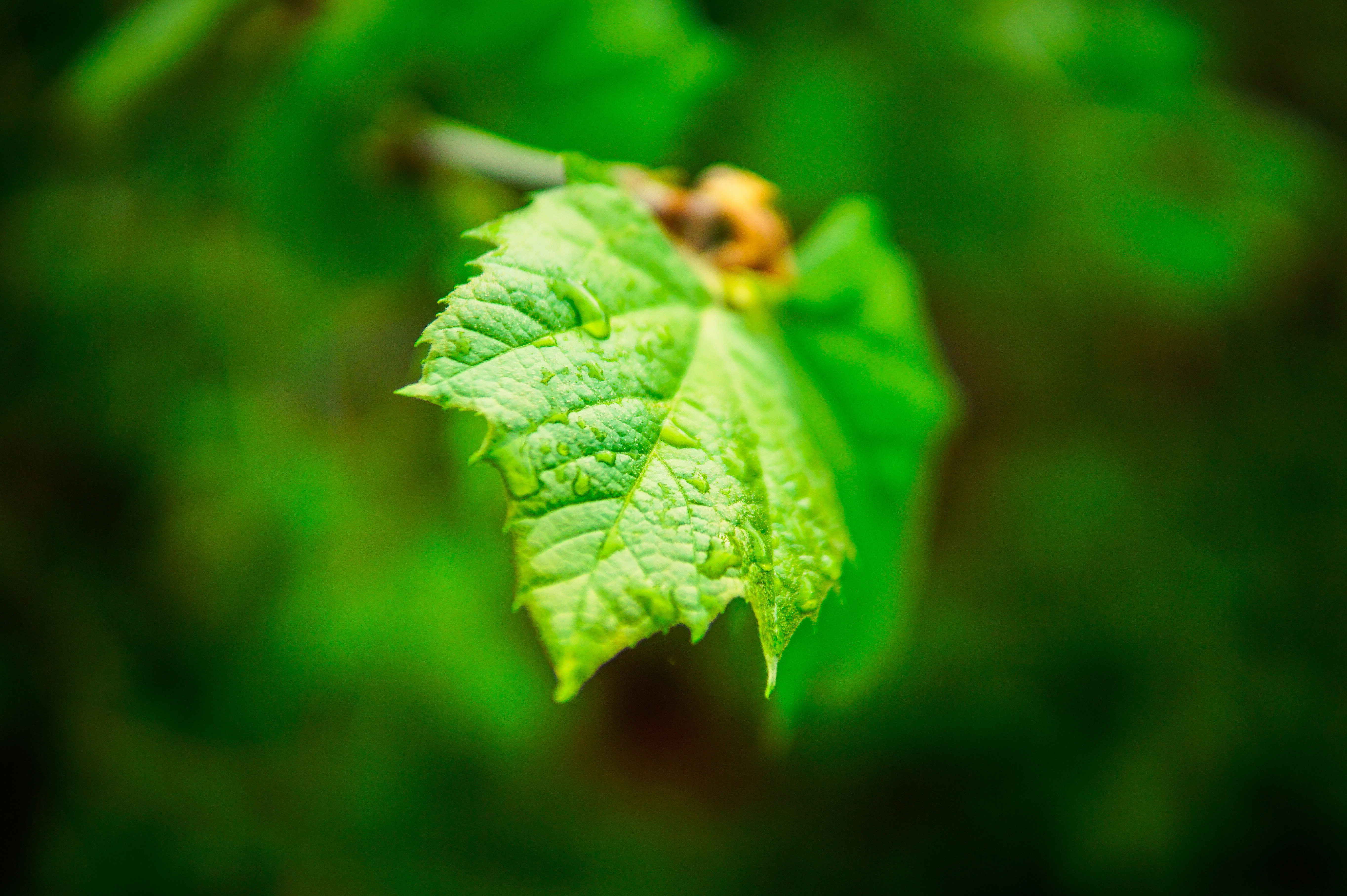 Emerald Vein: A Leaf in Sharp Focus