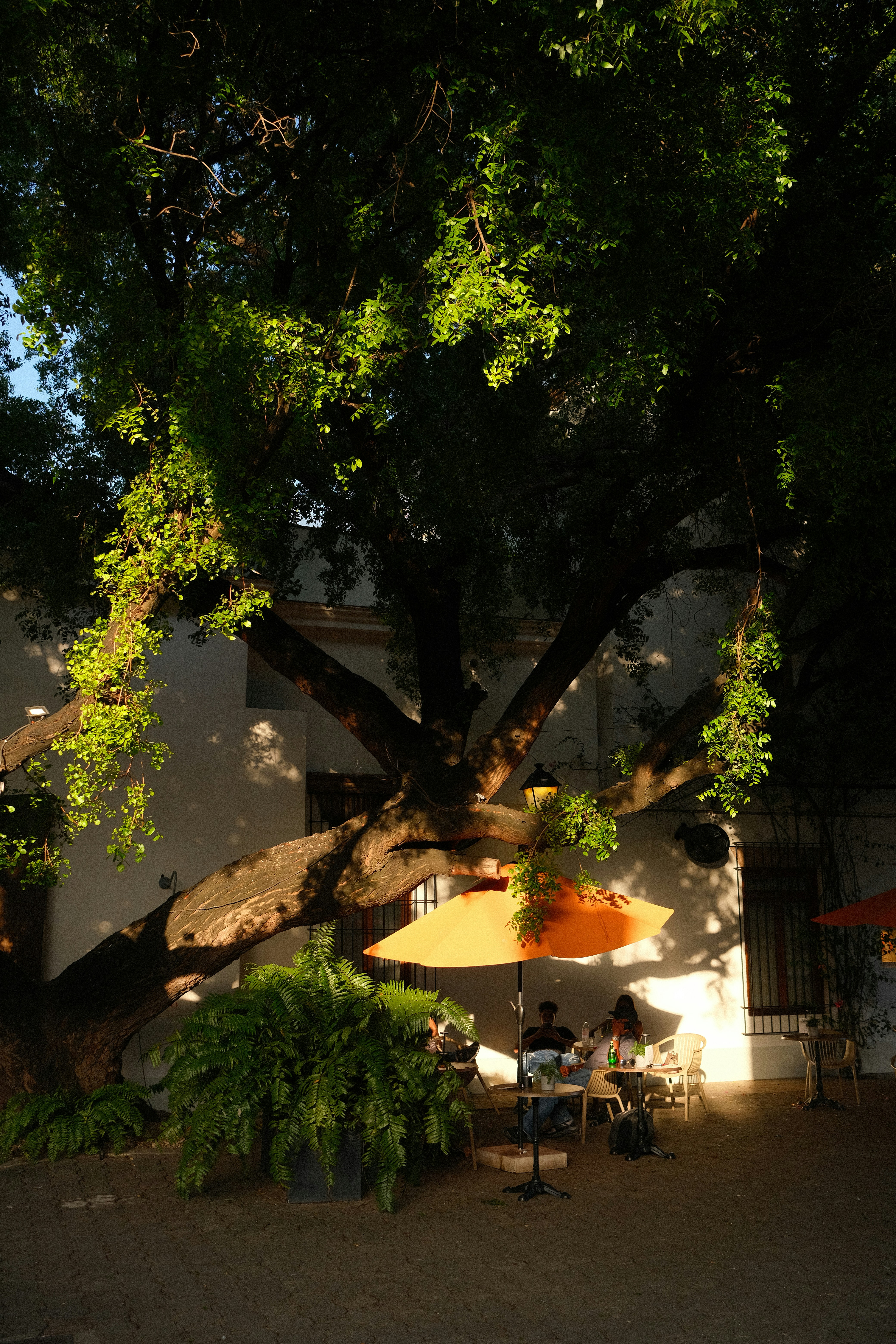 Sunlit Courtyard Café Beneath a Verdant Canopy